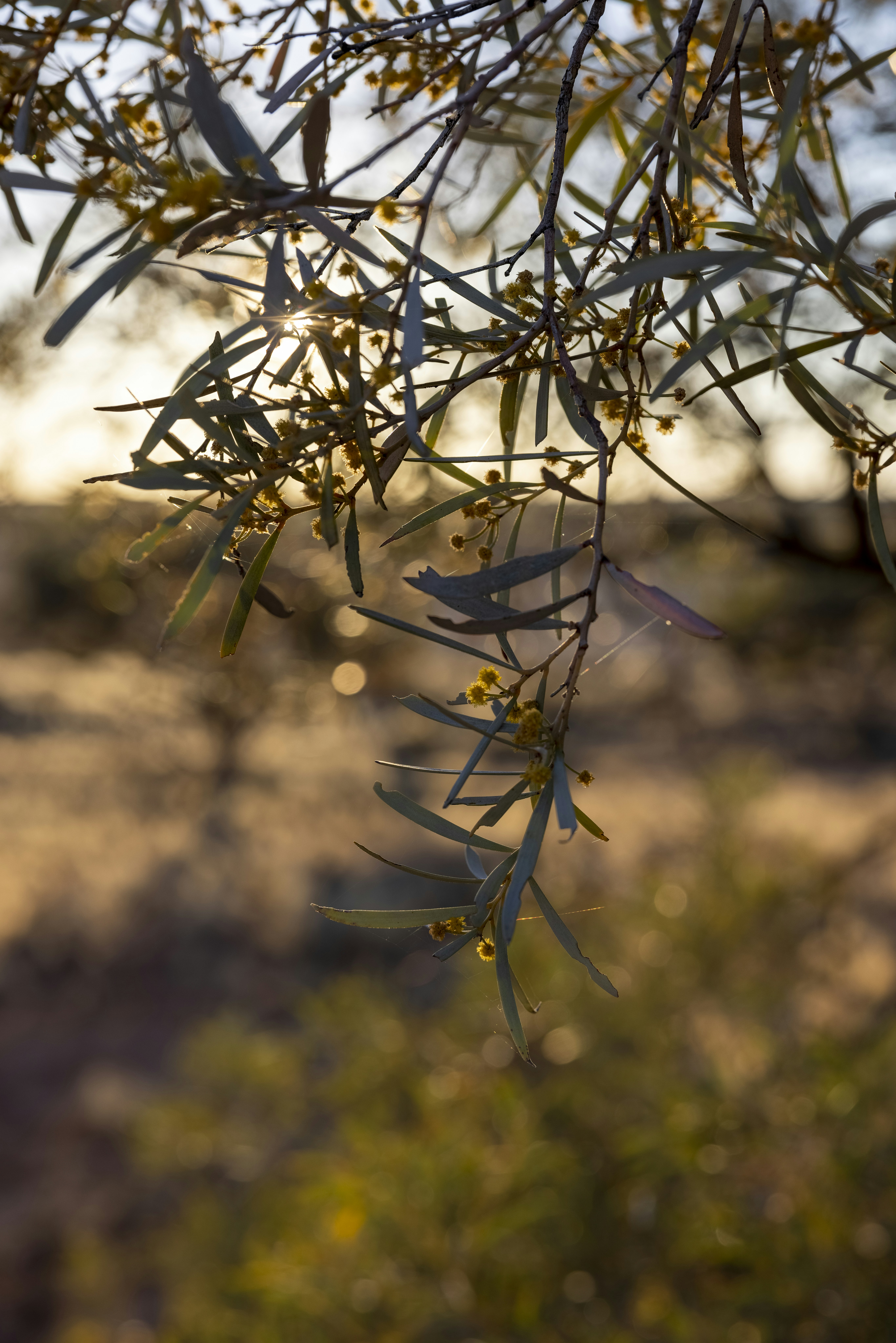 A branch of an olive tree in a field photo – Free Simpson desert Image ...