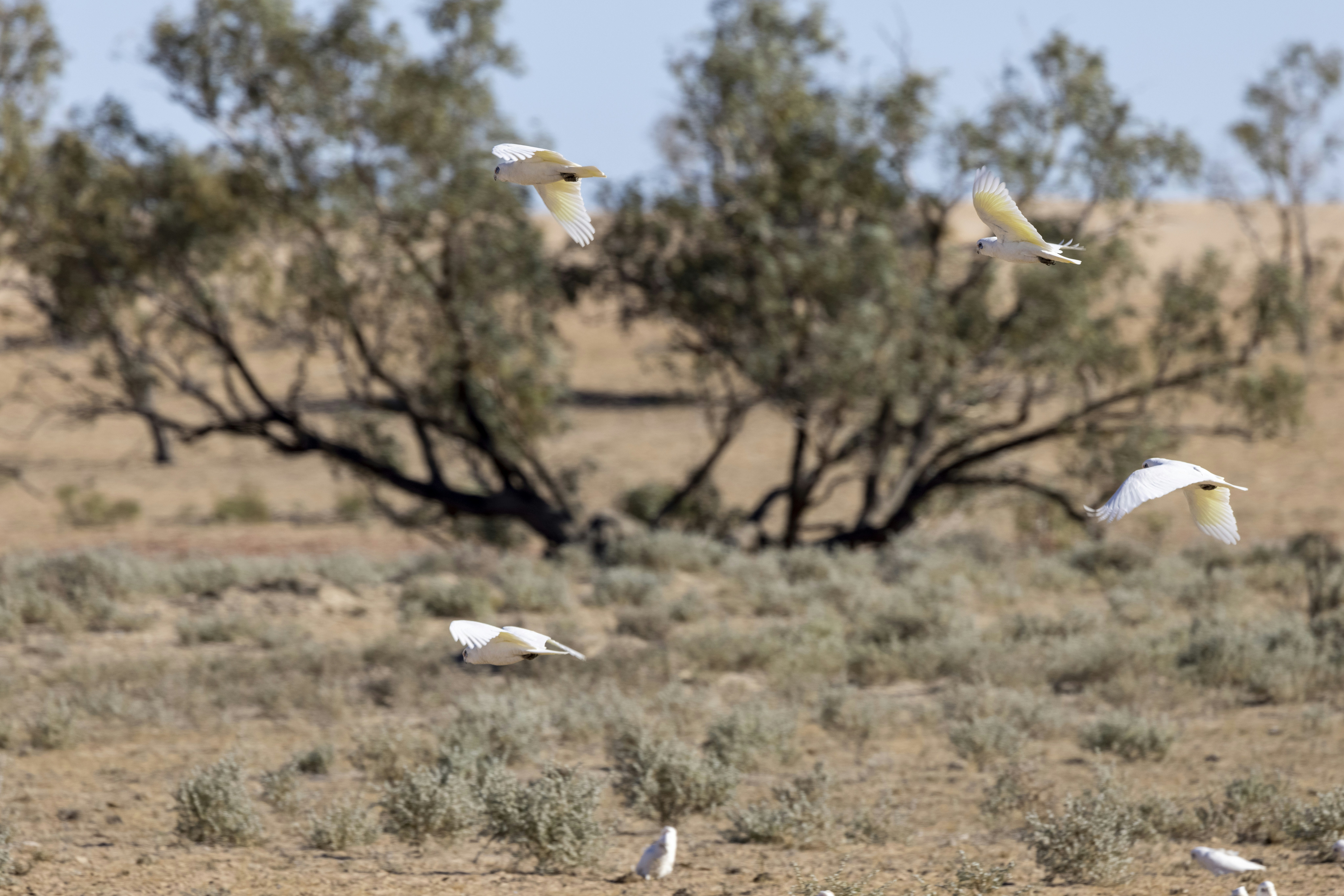 A flock of birds flying over a dry grass covered field photo – Free ...