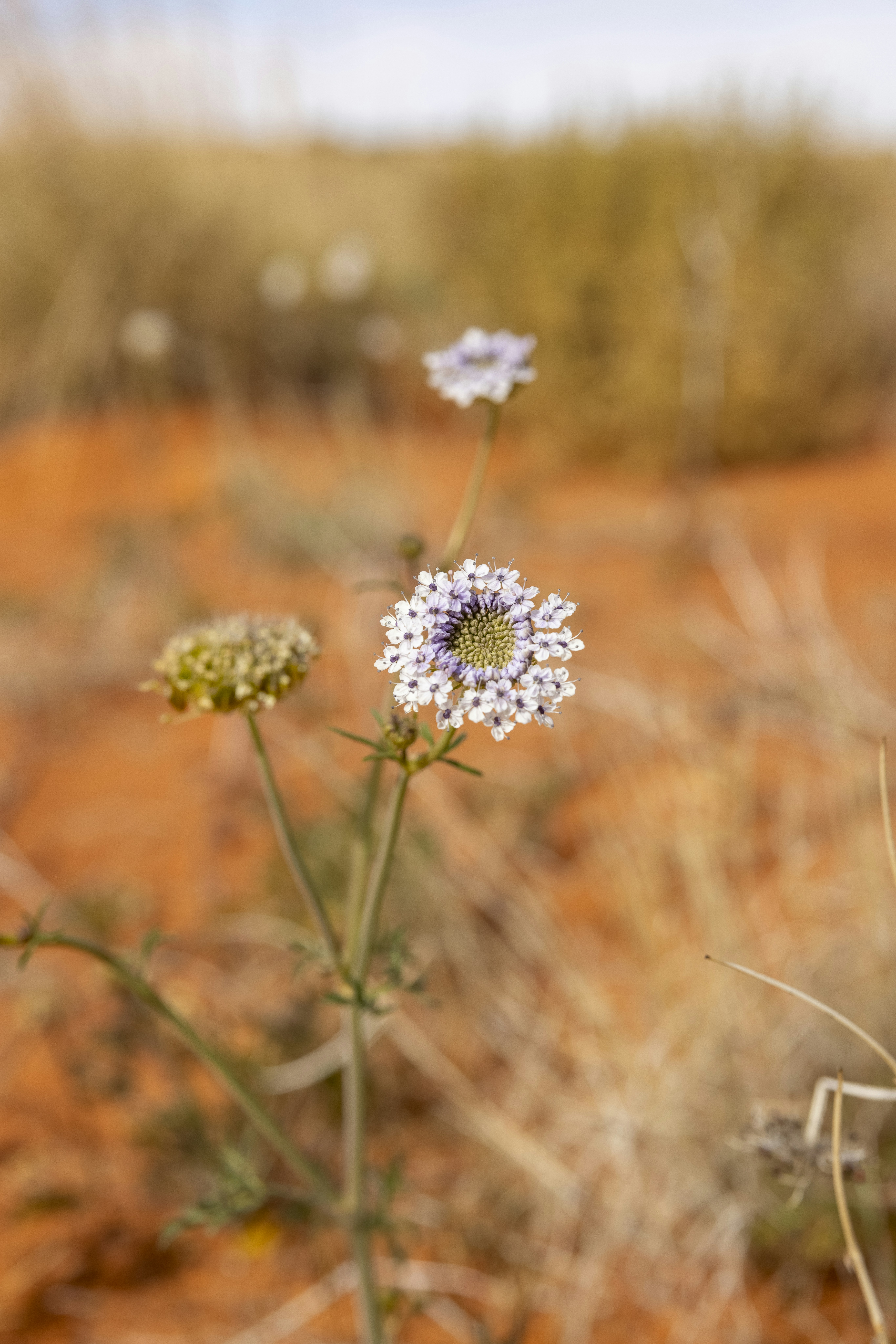 Purple Crown in a Rust-Red Field