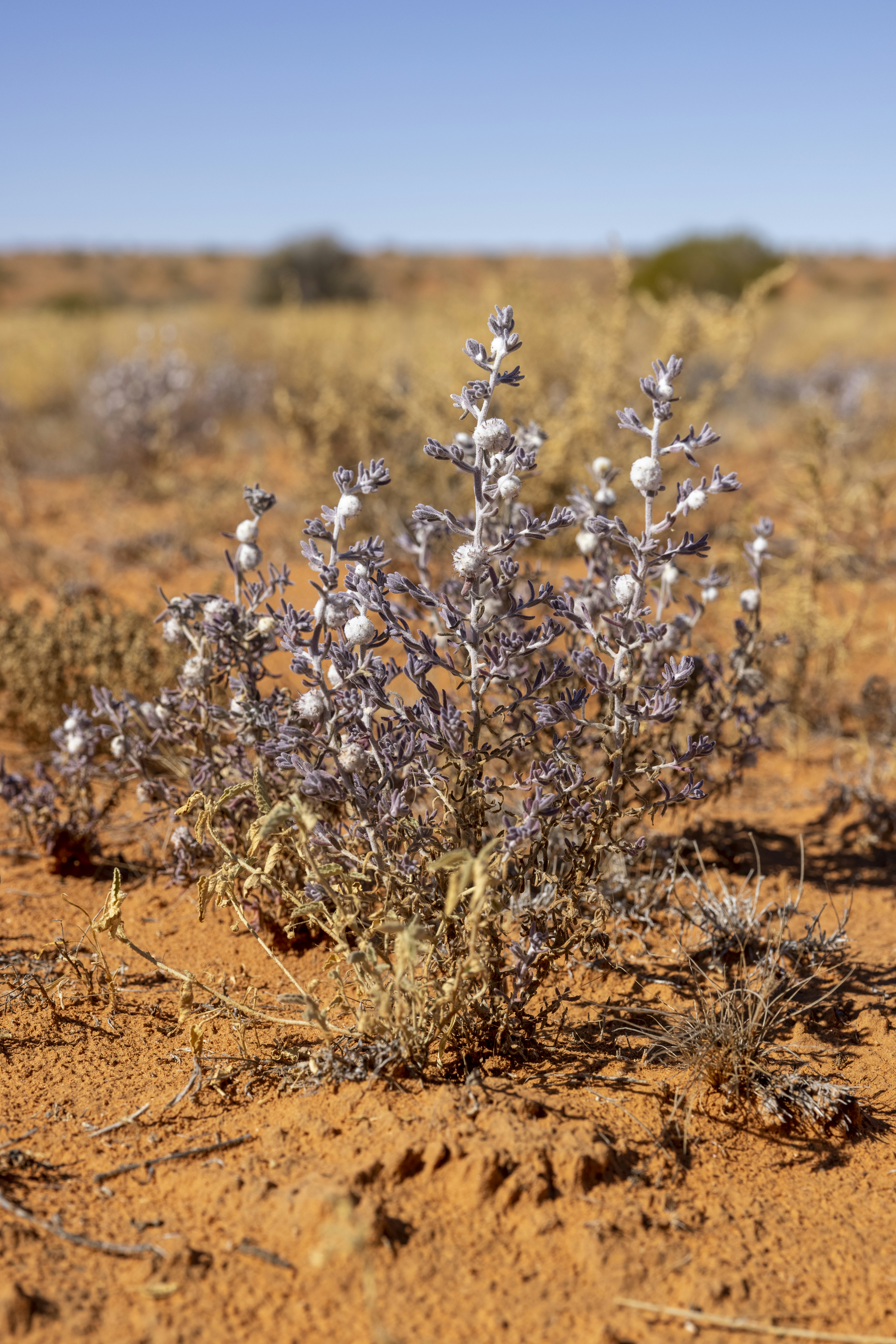 Desert Sage in a Sea of Red Sand