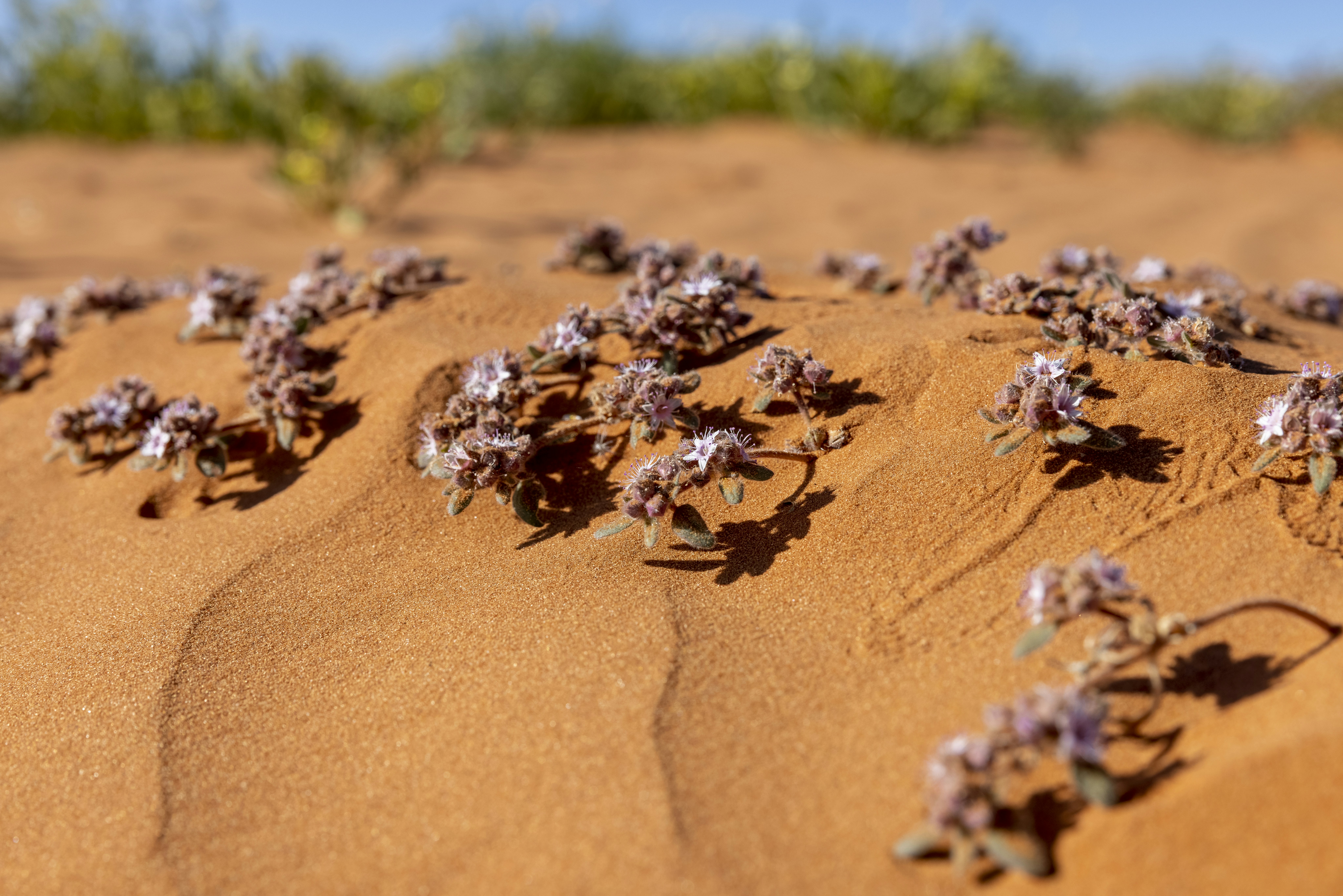 Desert Micro-Bloom: Frosted Purple Flowers on Rippled Sand