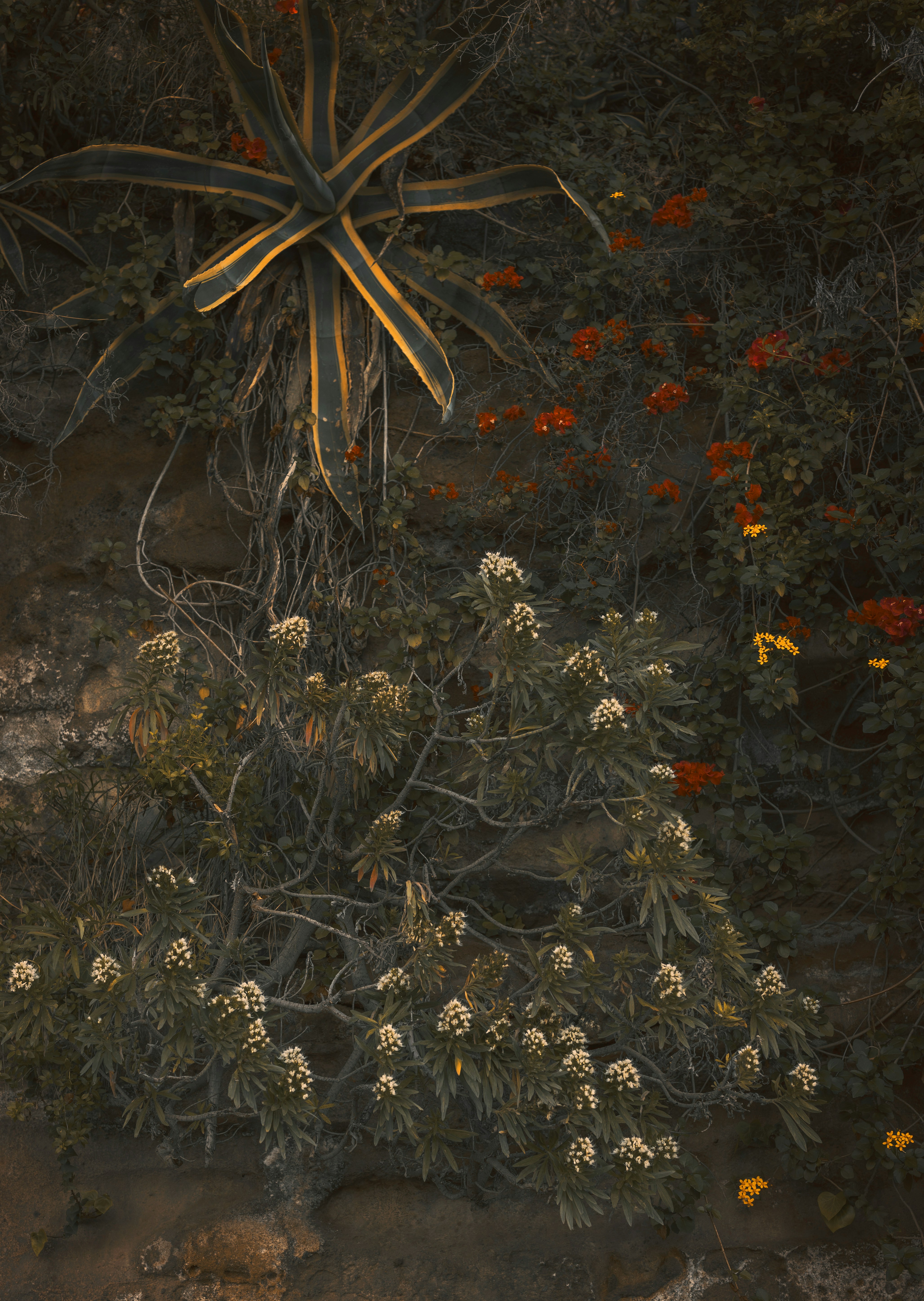 Sunlit Aegle Garden: Fronds and Blossoms in Eveningshadow