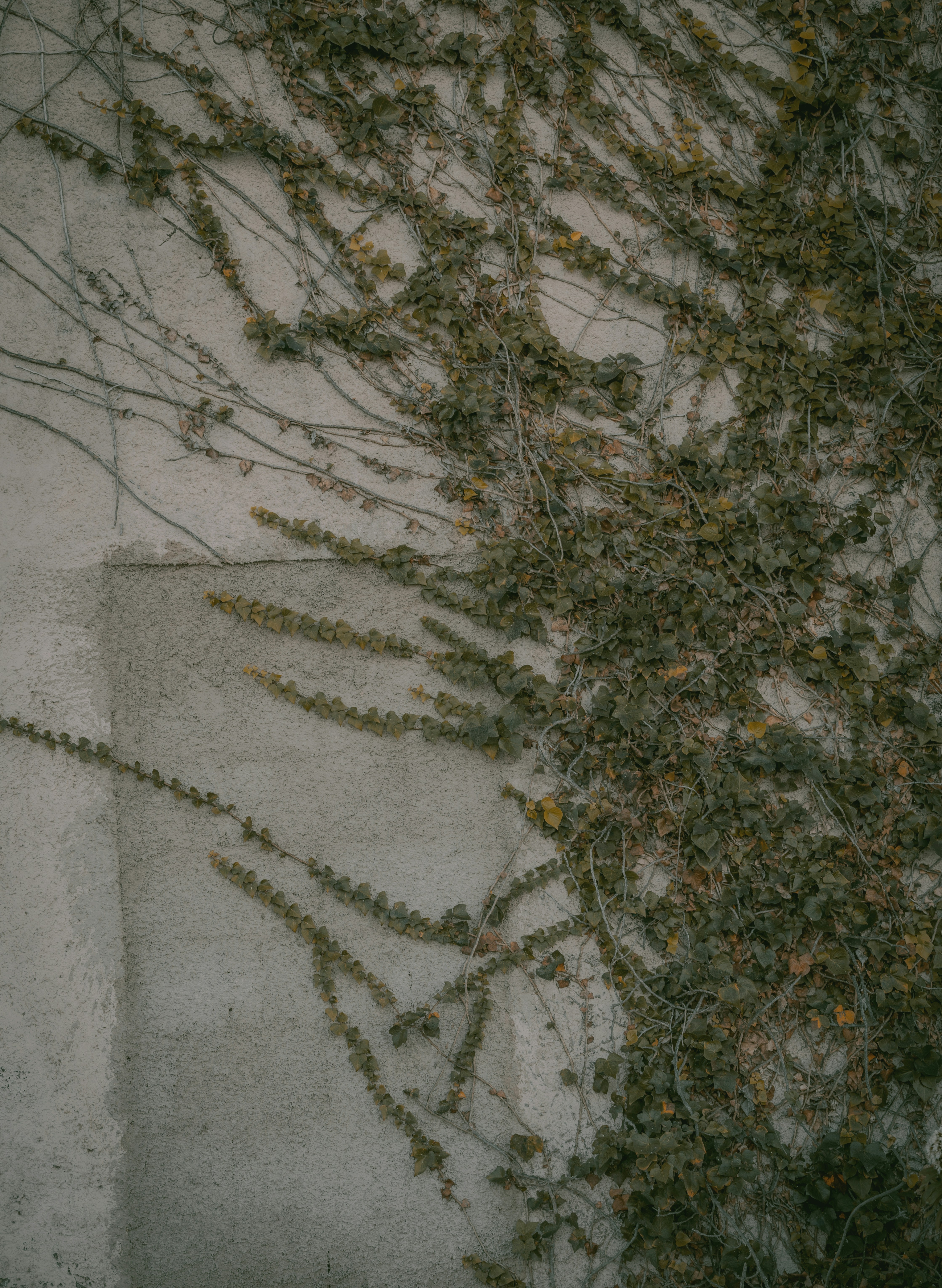 Veins of Ivy Claim a Weathered Concrete Wall