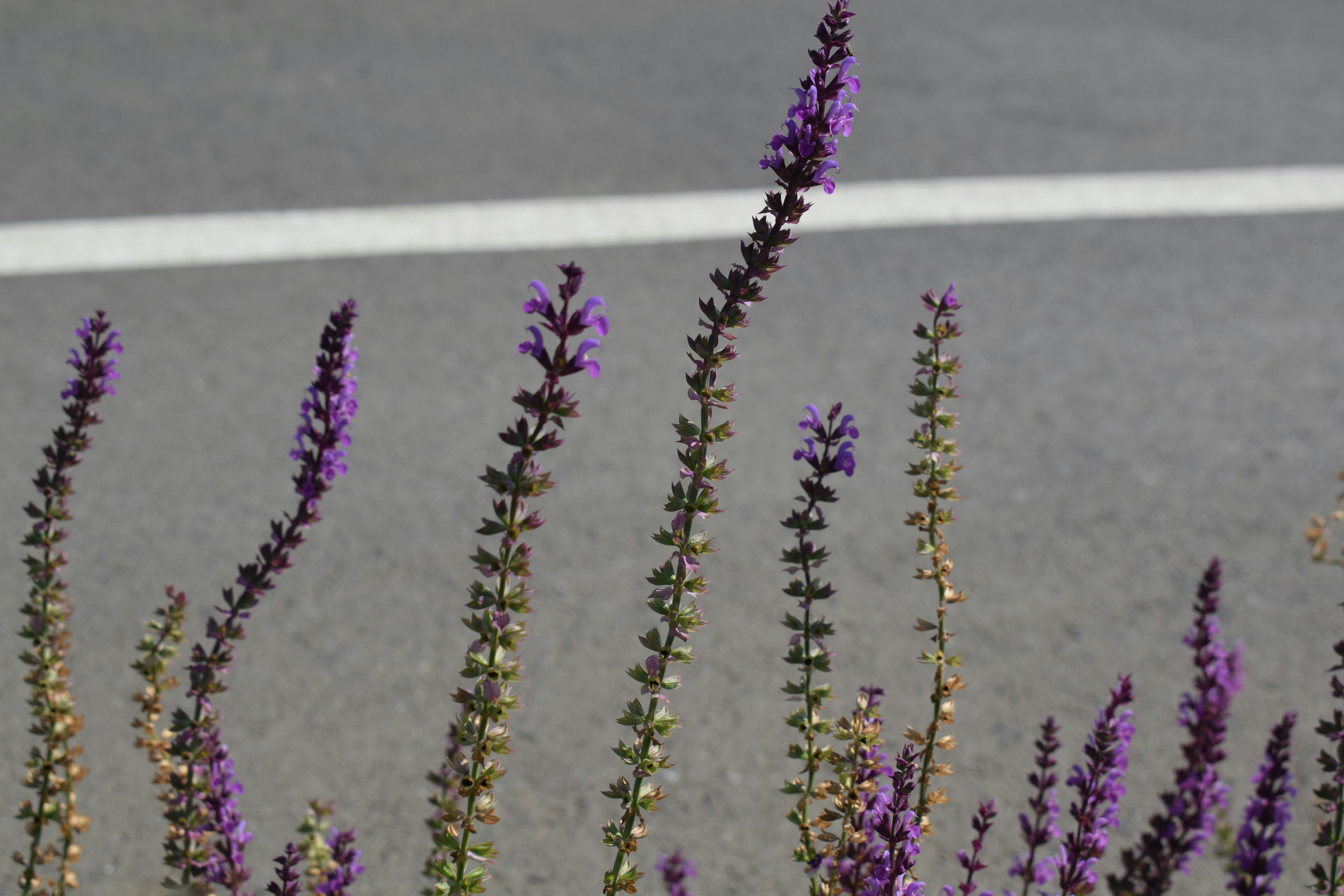 Purple Lavender Spires Framing a Quiet Roadline