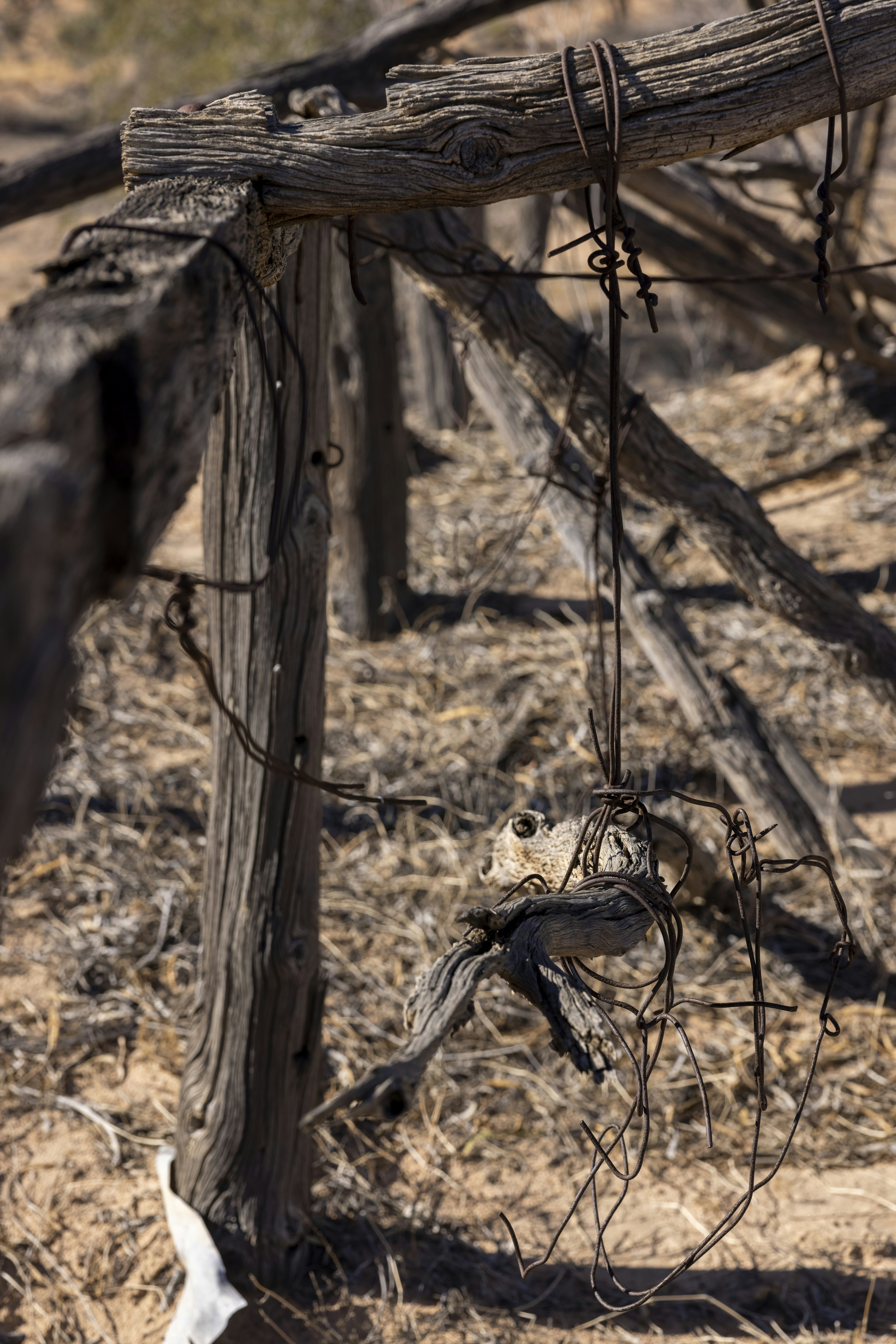 Frayed Fence of Time: Weathered Wood and Coiled Barbs Claim the Scene