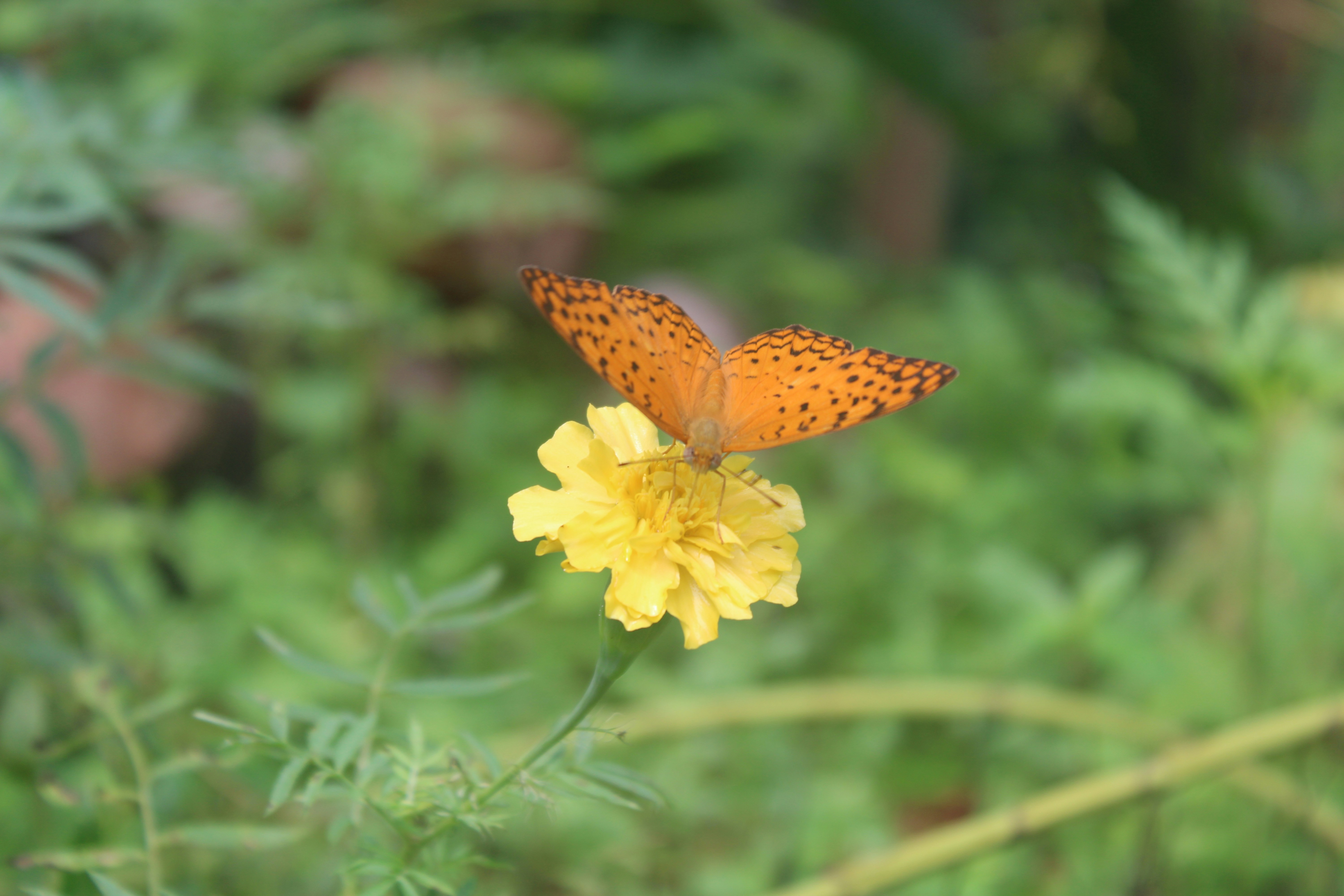 Orange Butterfly on a Sunlit Yellow Bloom in a Green Dreamscape