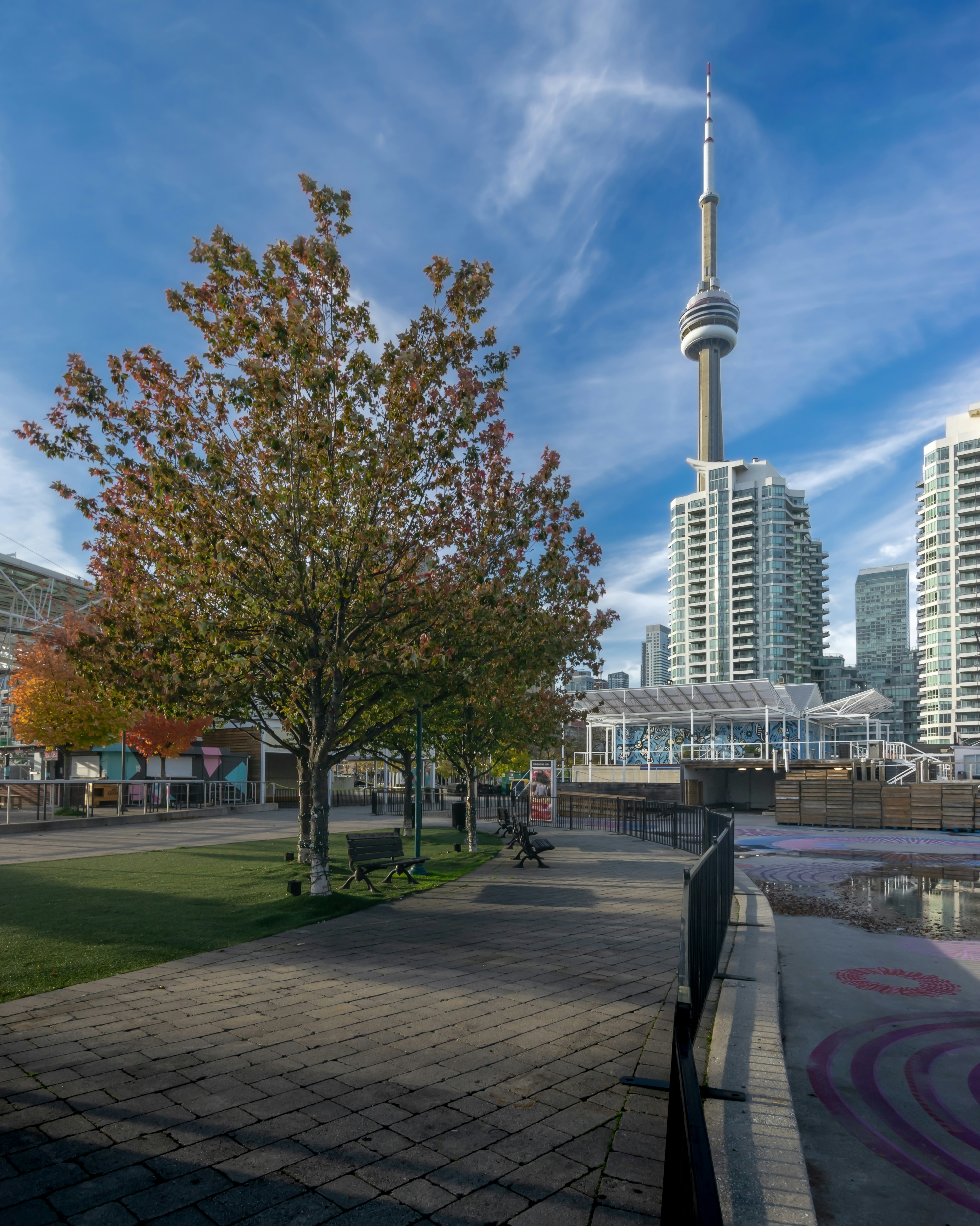 Autumnal Tree Framing Toronto's Waterfront Skyline