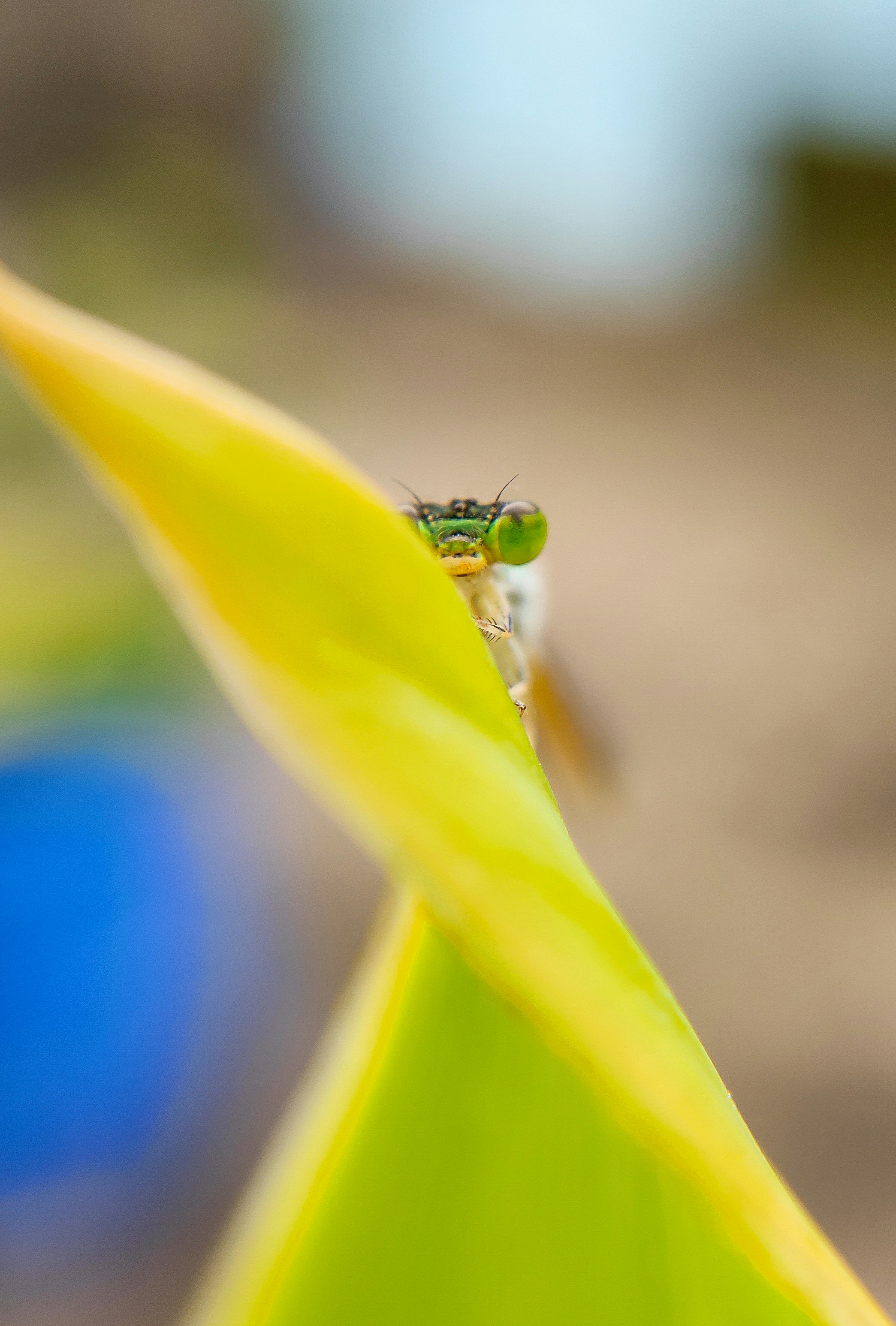 Photo by Shyamli Kashyap with Xiaomi Redmi Note 10 Pro