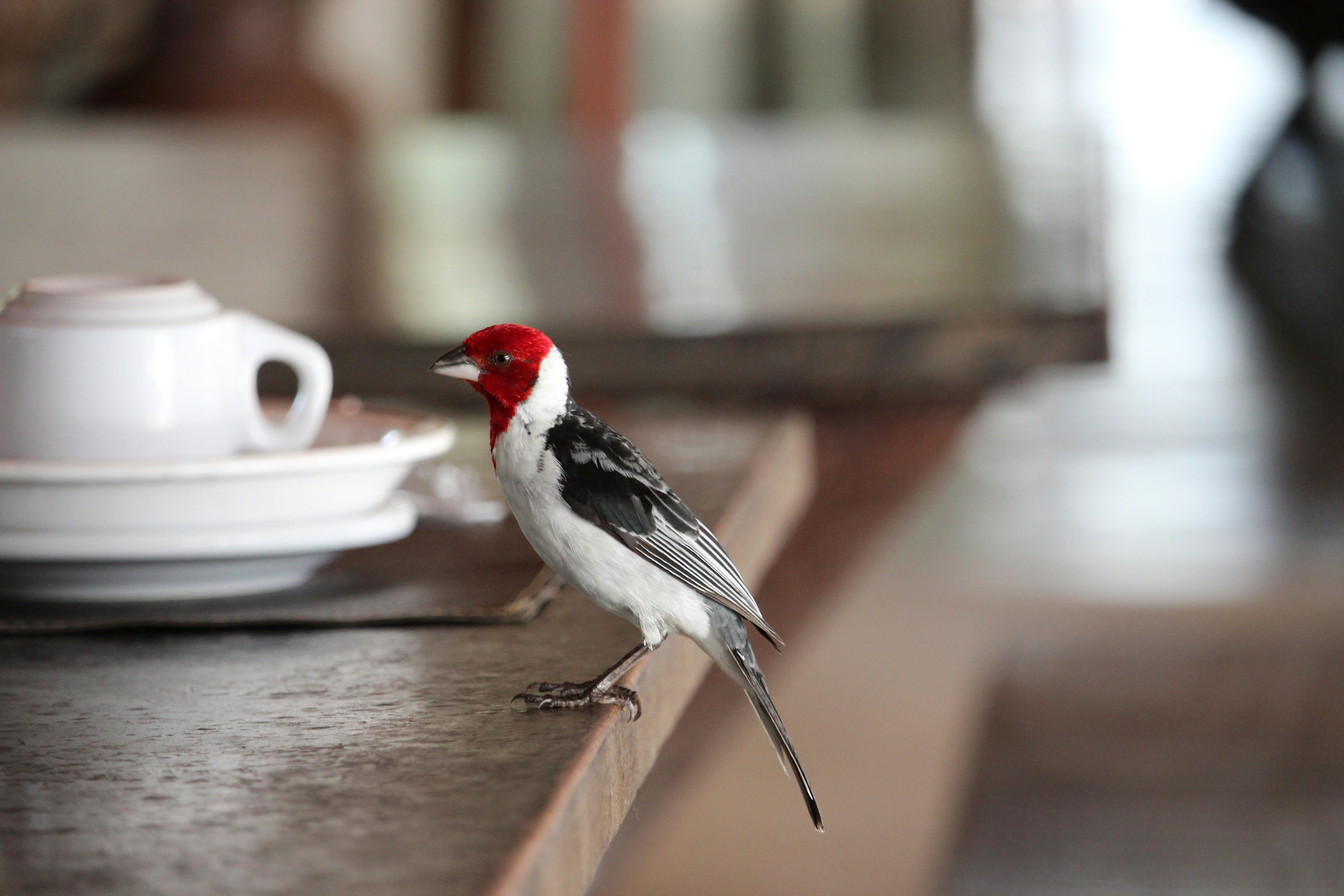 Crimson-faced goldfinch perches at a weathered café counter
