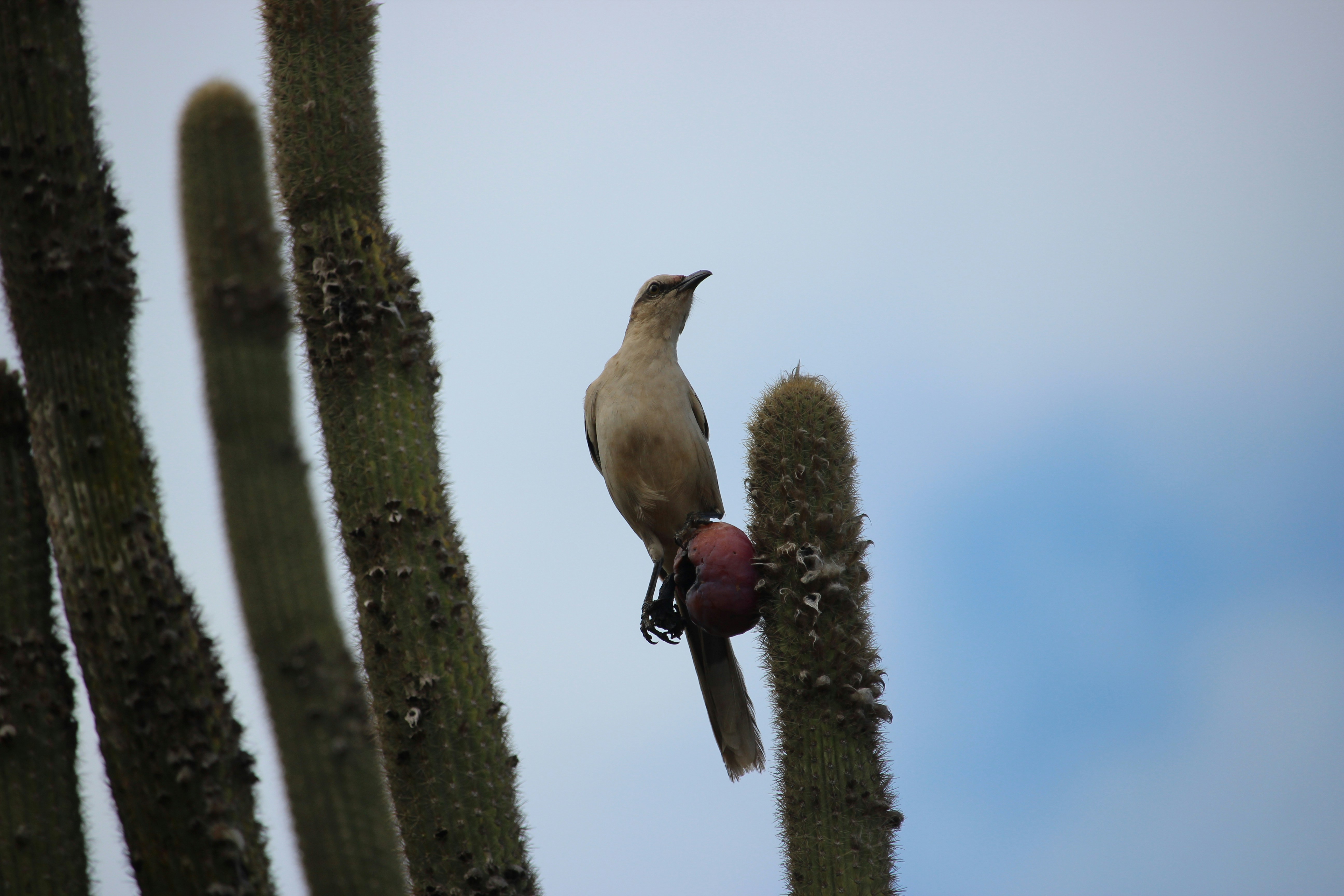 Cactus-Top Serenade: A lone bird balances on a spiny perch beneath a pale blue sky