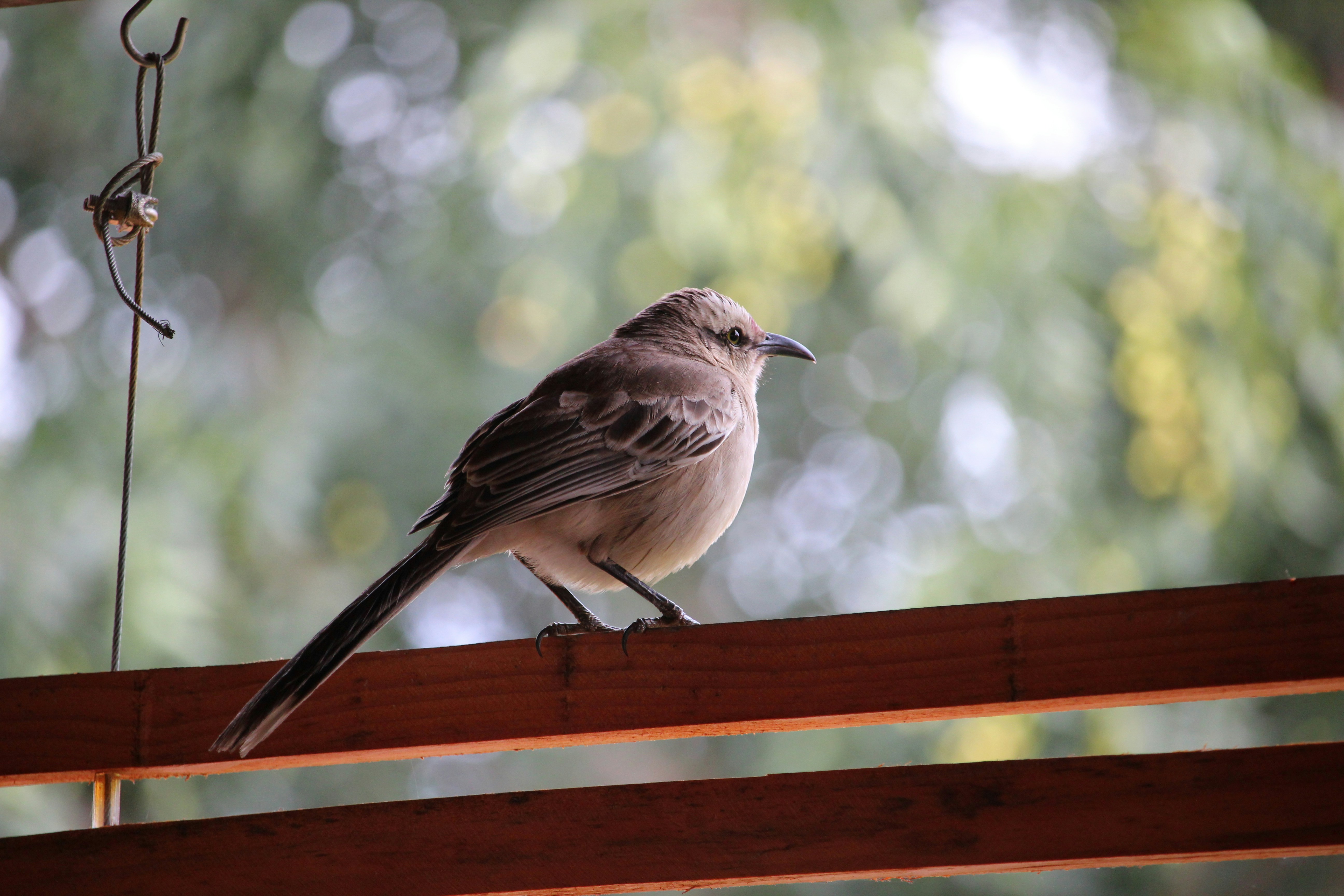 A small bird perched on a wooden ledge photo – Free Nature animal Image ...