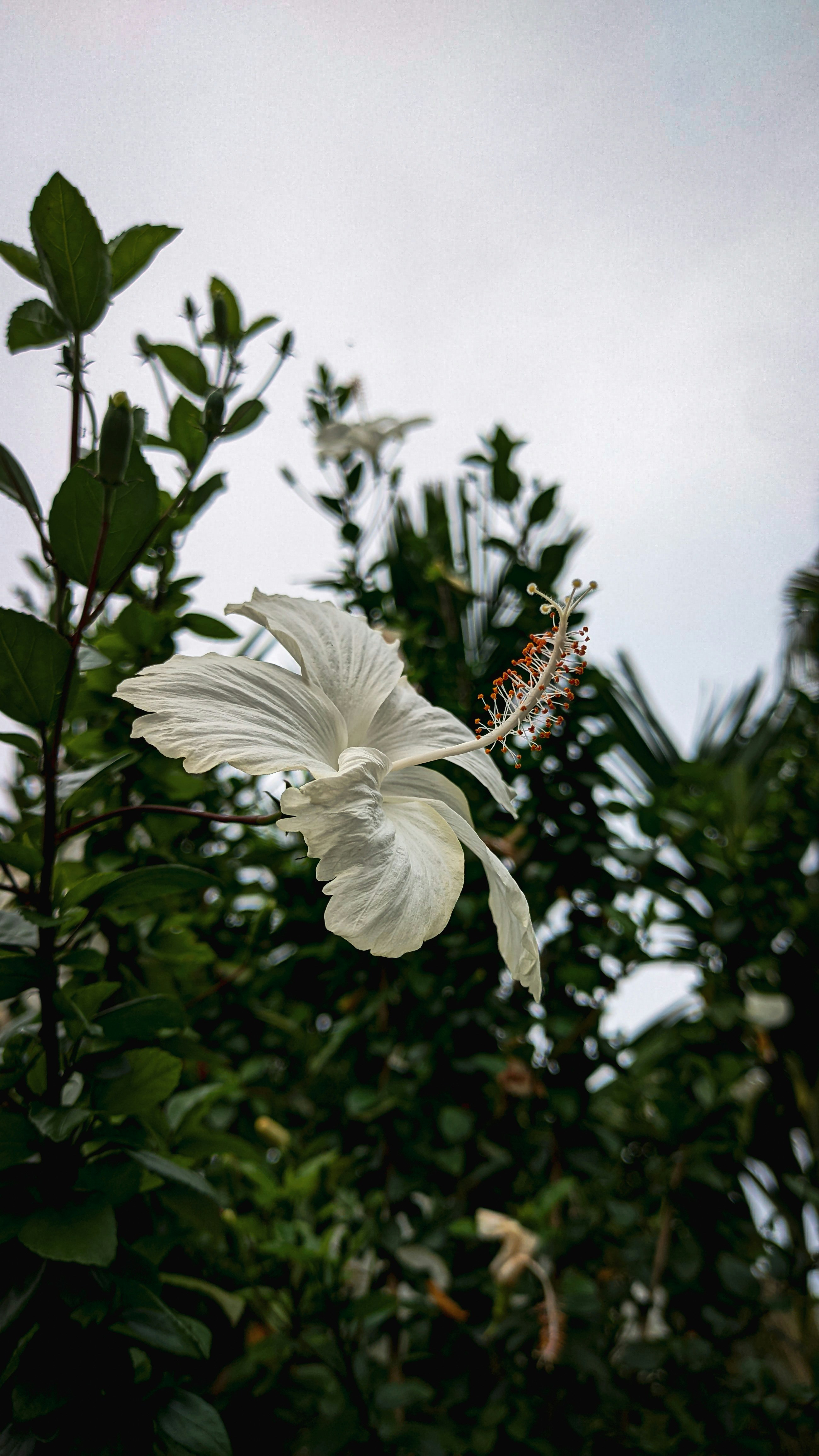 a white flower is in the middle of a tree