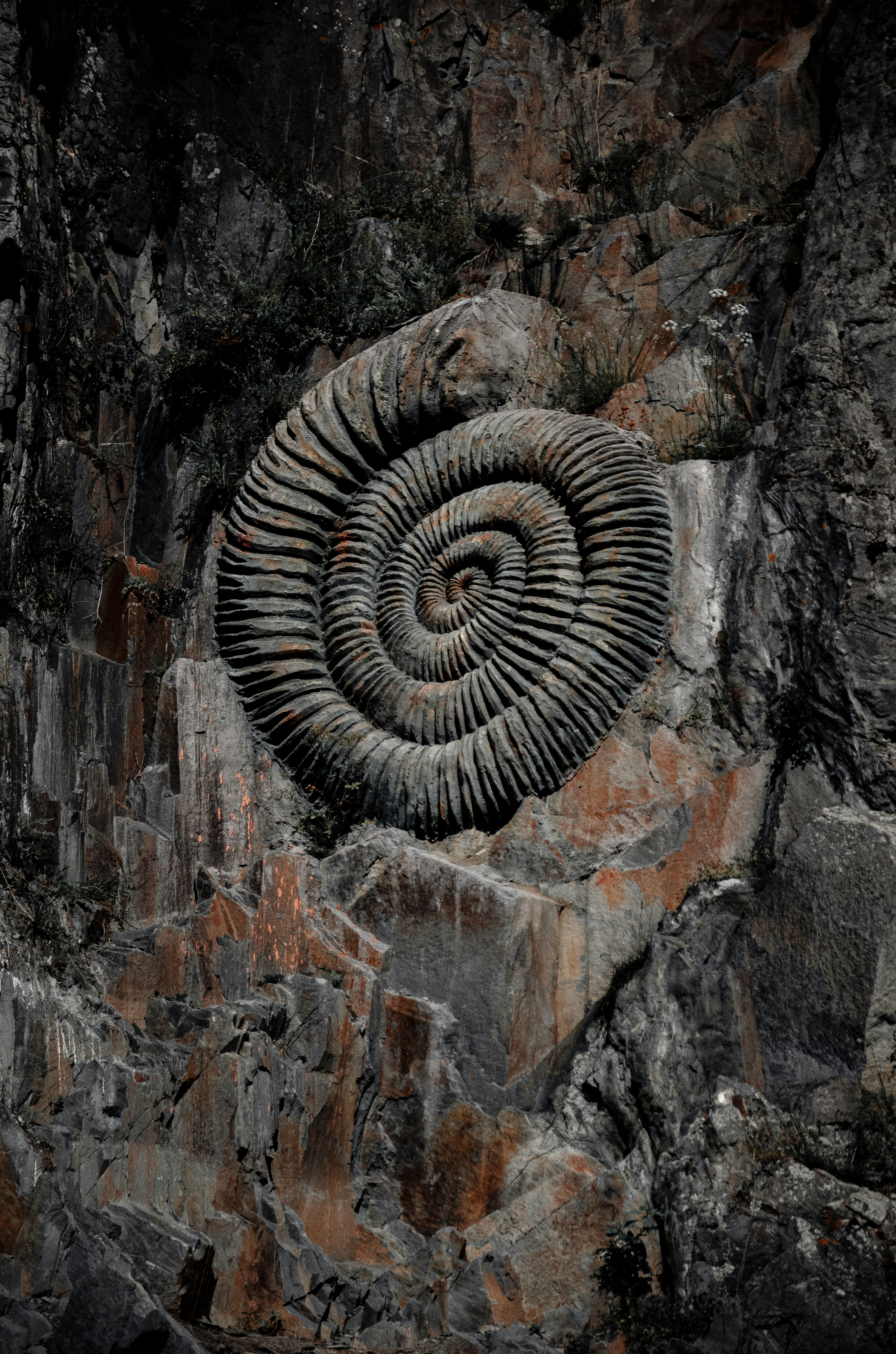 Spiral in Stone: Ammonite Fossil Embedded in a Rugged Cliff Face