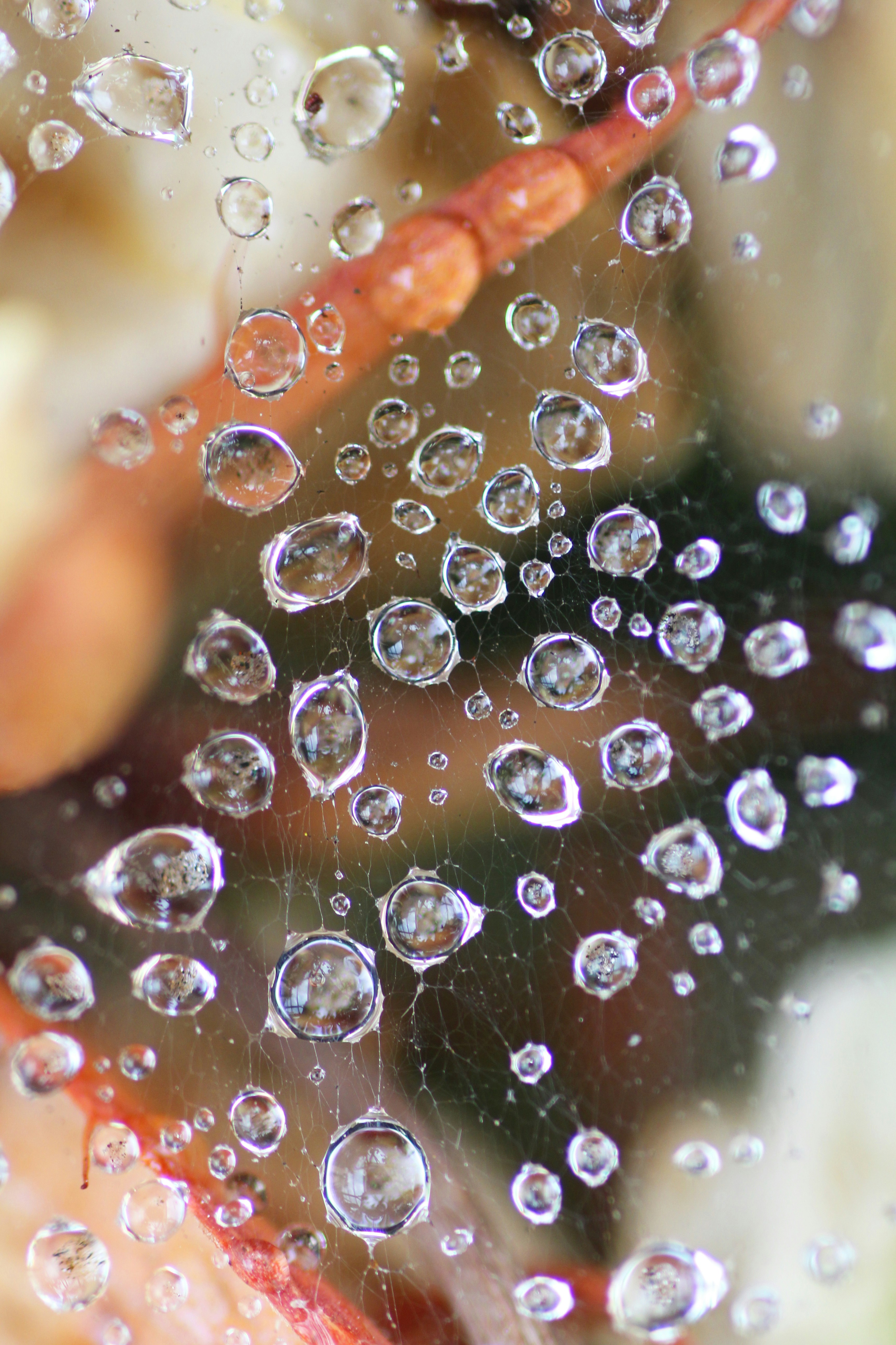 A close up of a spider web with water droplets on it photo – Free Water ...