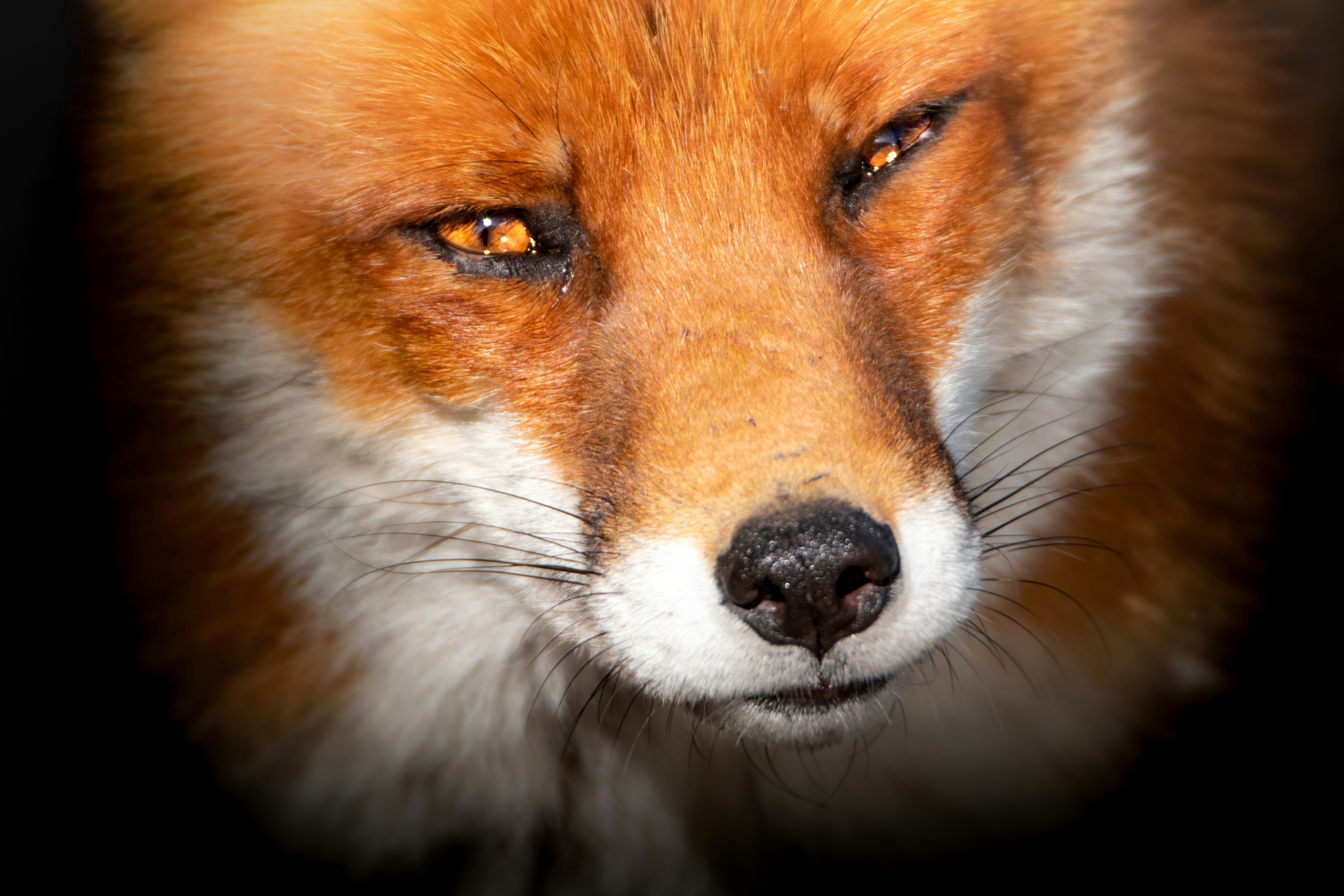 A close up of a red fox's face photo – Free Wildlife Image on Unsplash