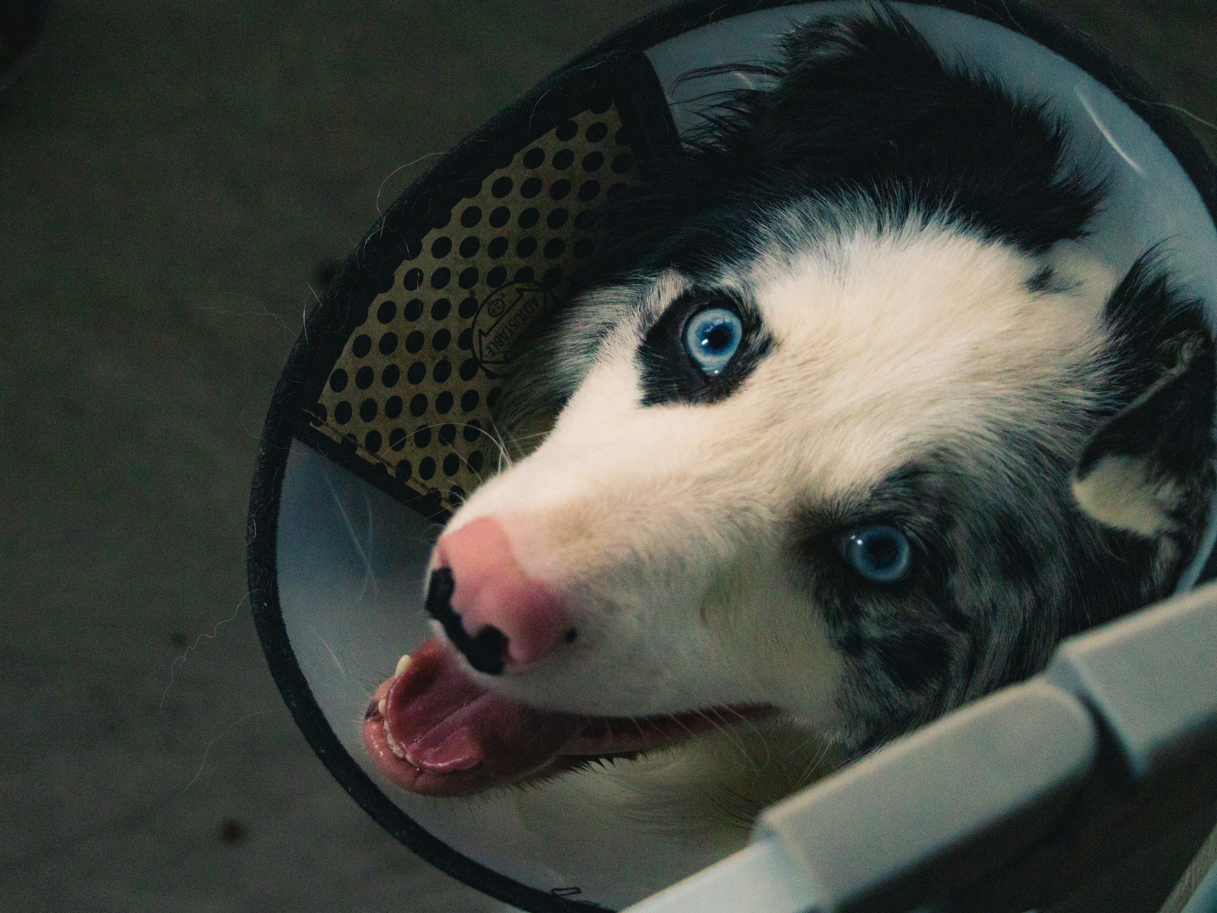 A close up of a dog wearing a cone photo – Free Animal Image on Unsplash
