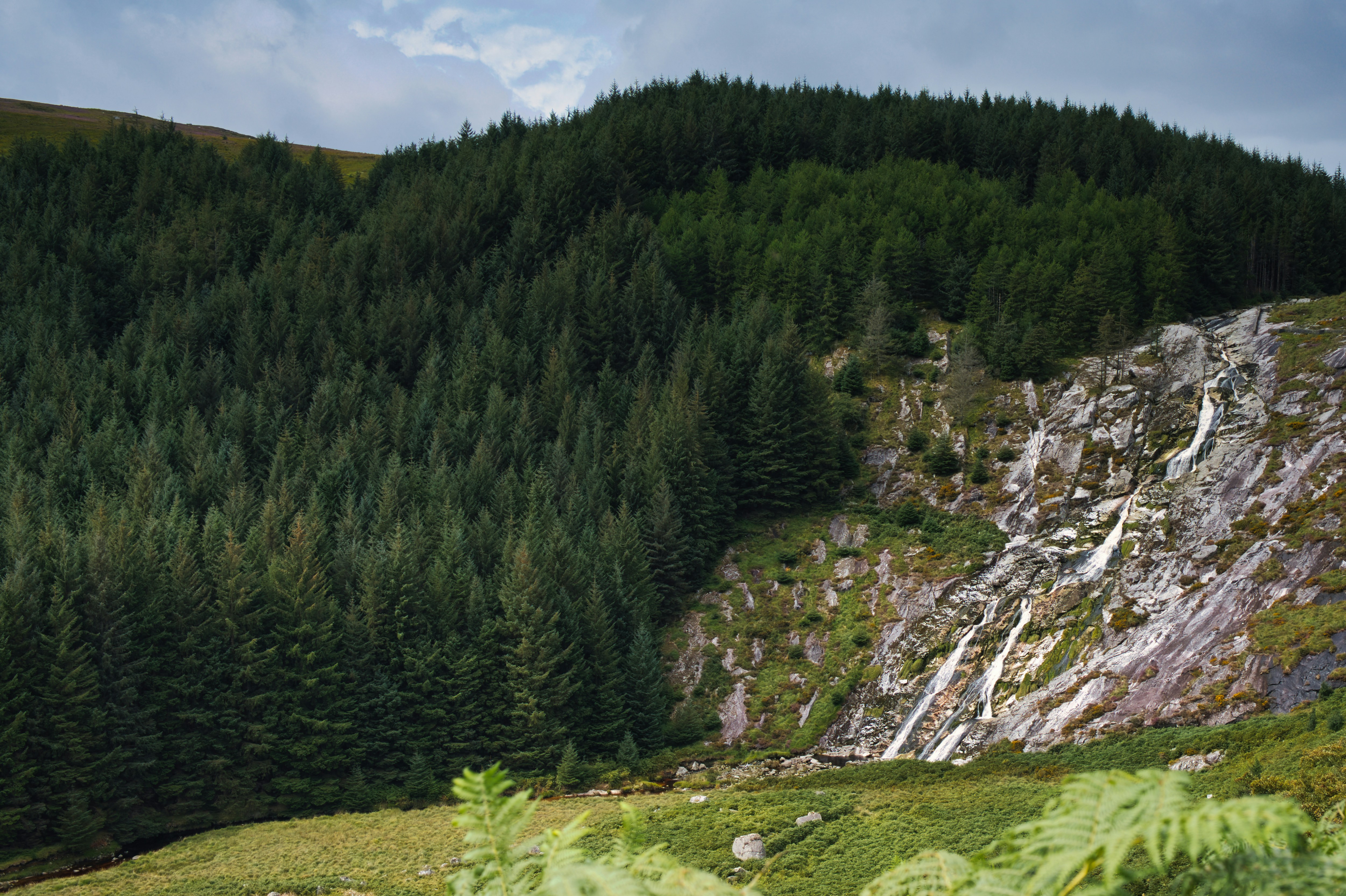 White Veins on a Pine-Clad Cliff Over a Lush Valley
