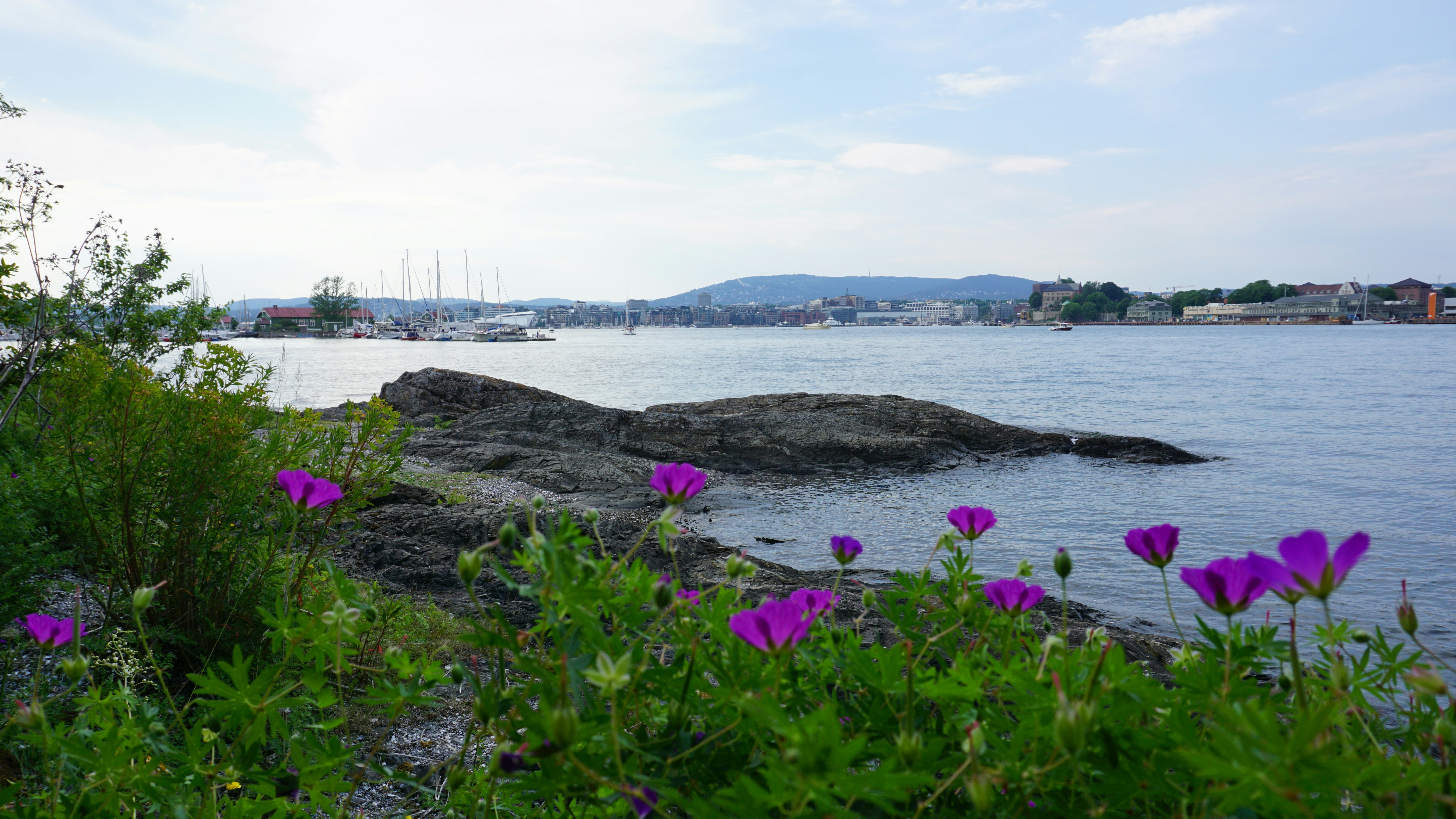 Purple Wildflowers Frame a Quiet Harbor Vista