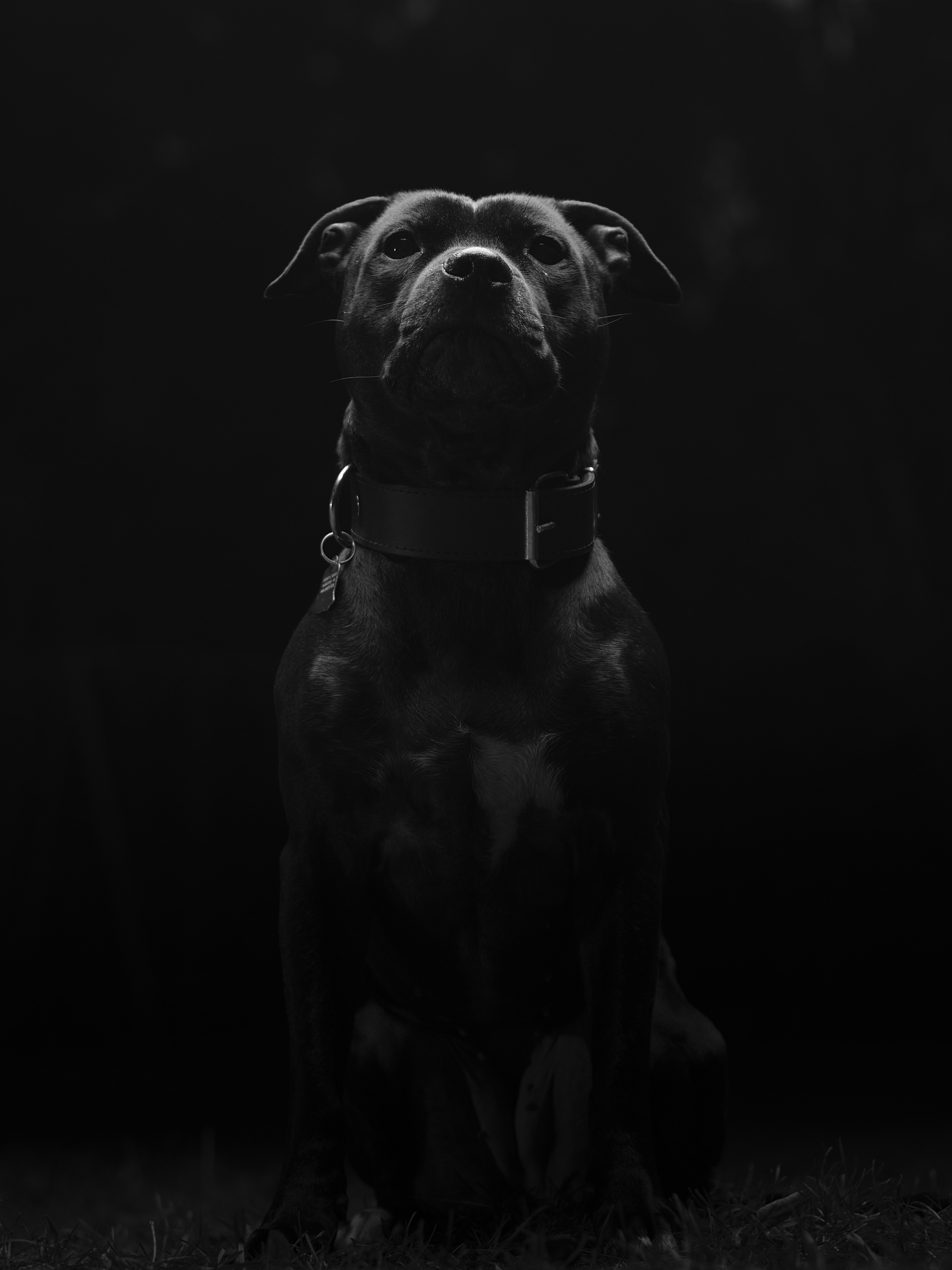 Dark-coated dog sits in a near-black setting, outlined by subtle backlight that defines its silhouette and collar.