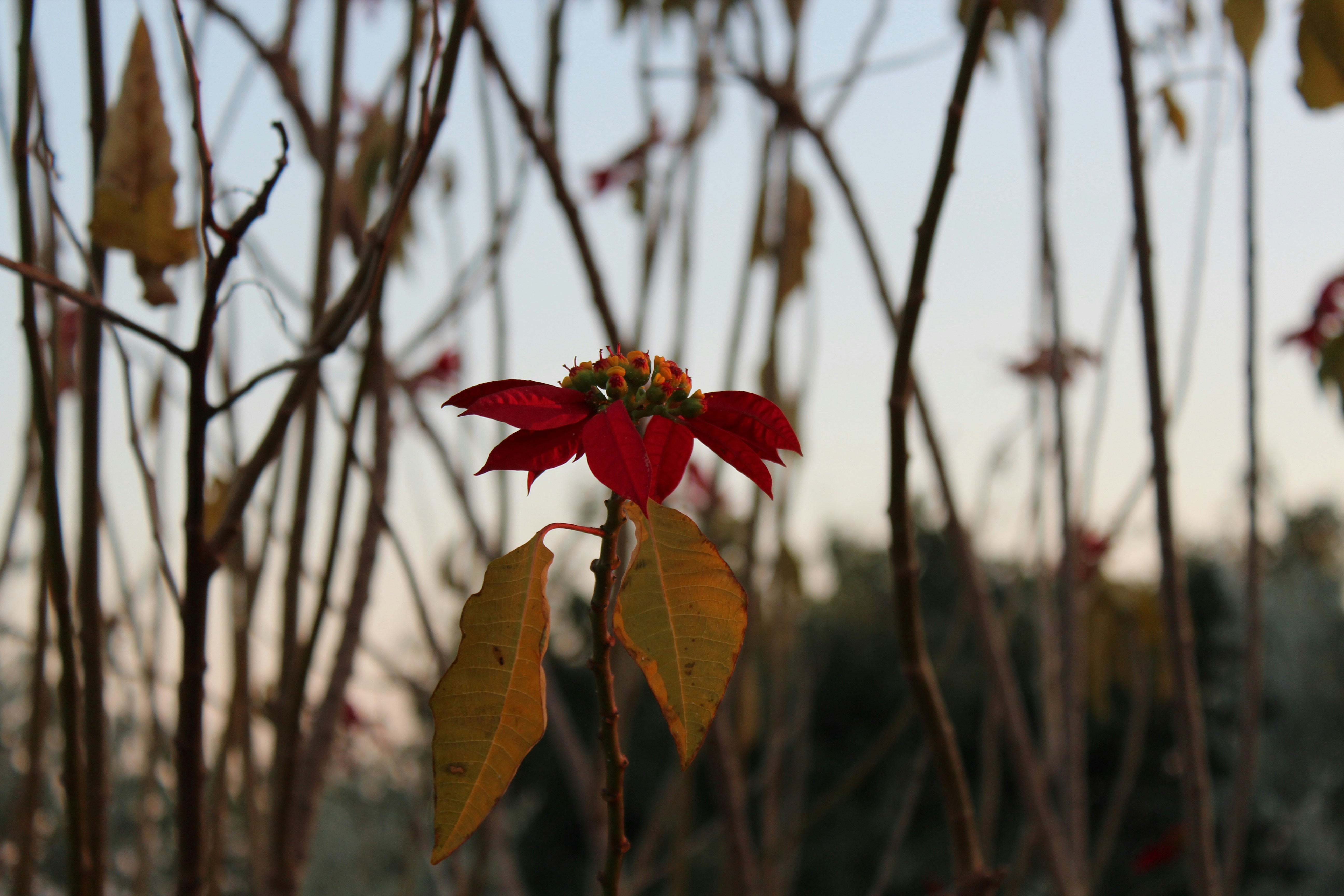 Scarlet Blossom Searing Through Winter’s Bare Stems