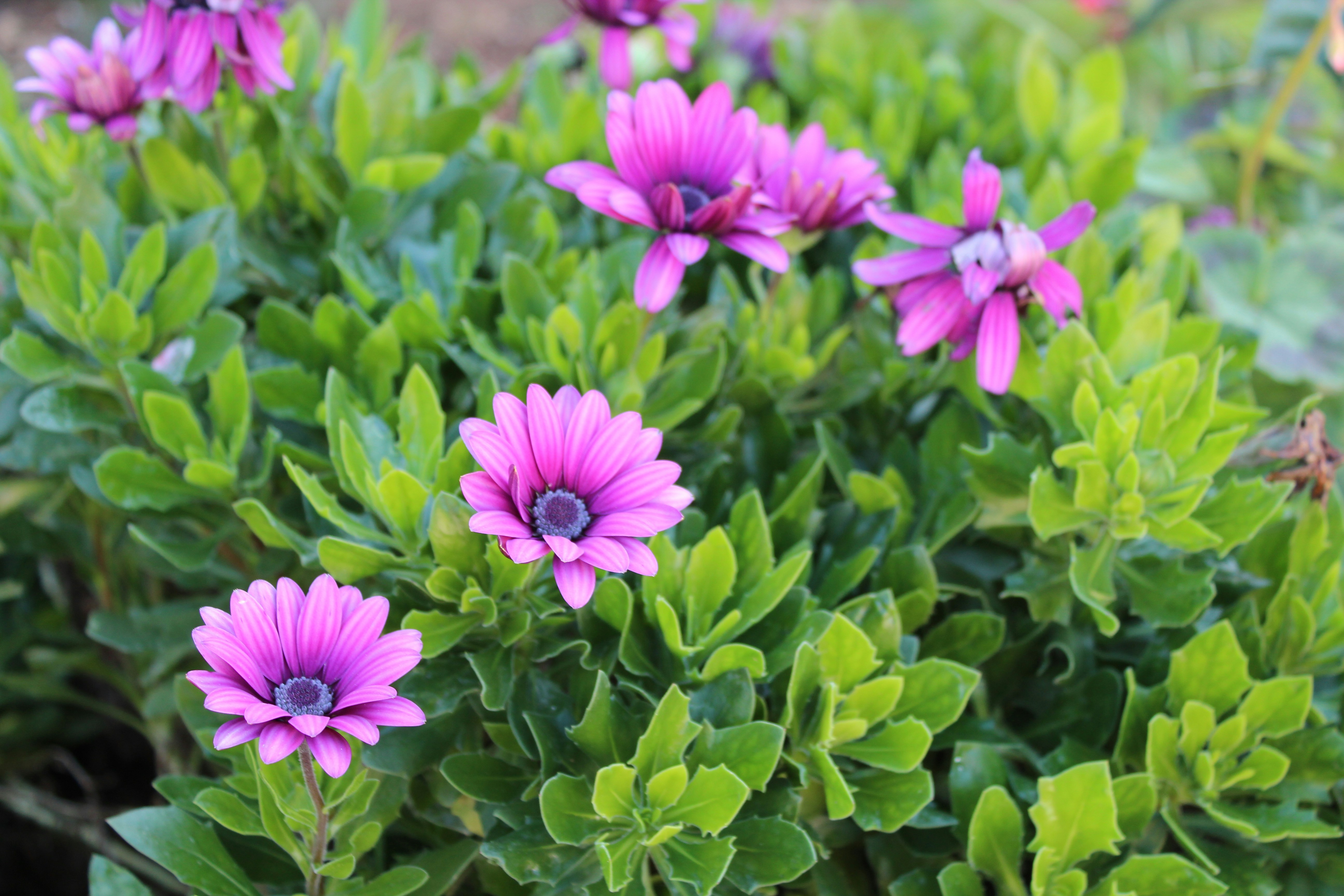 Pink daisies in sunlit garden bed with glossy green foliage