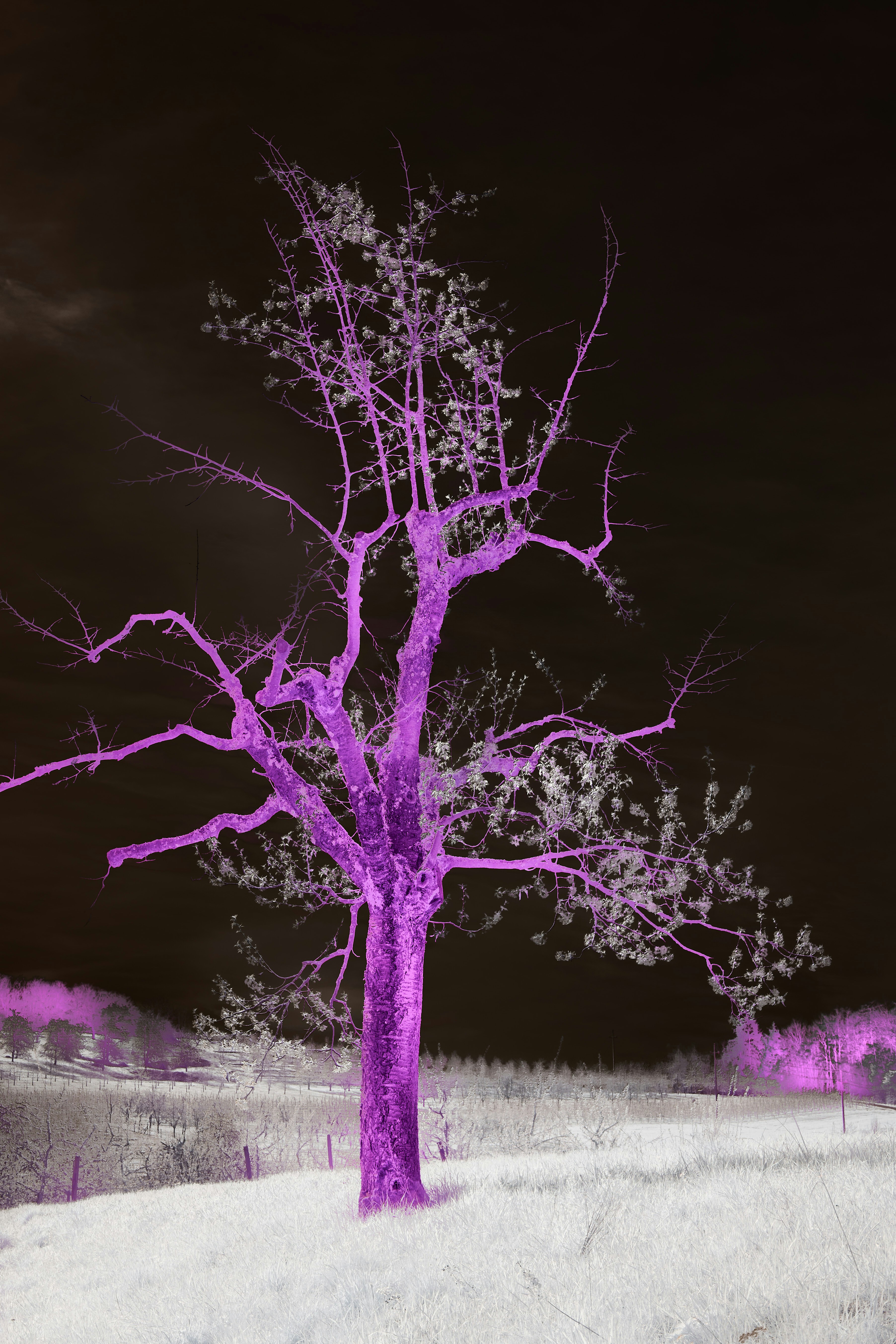 Purple Arboreal Sentinel in a Night Field