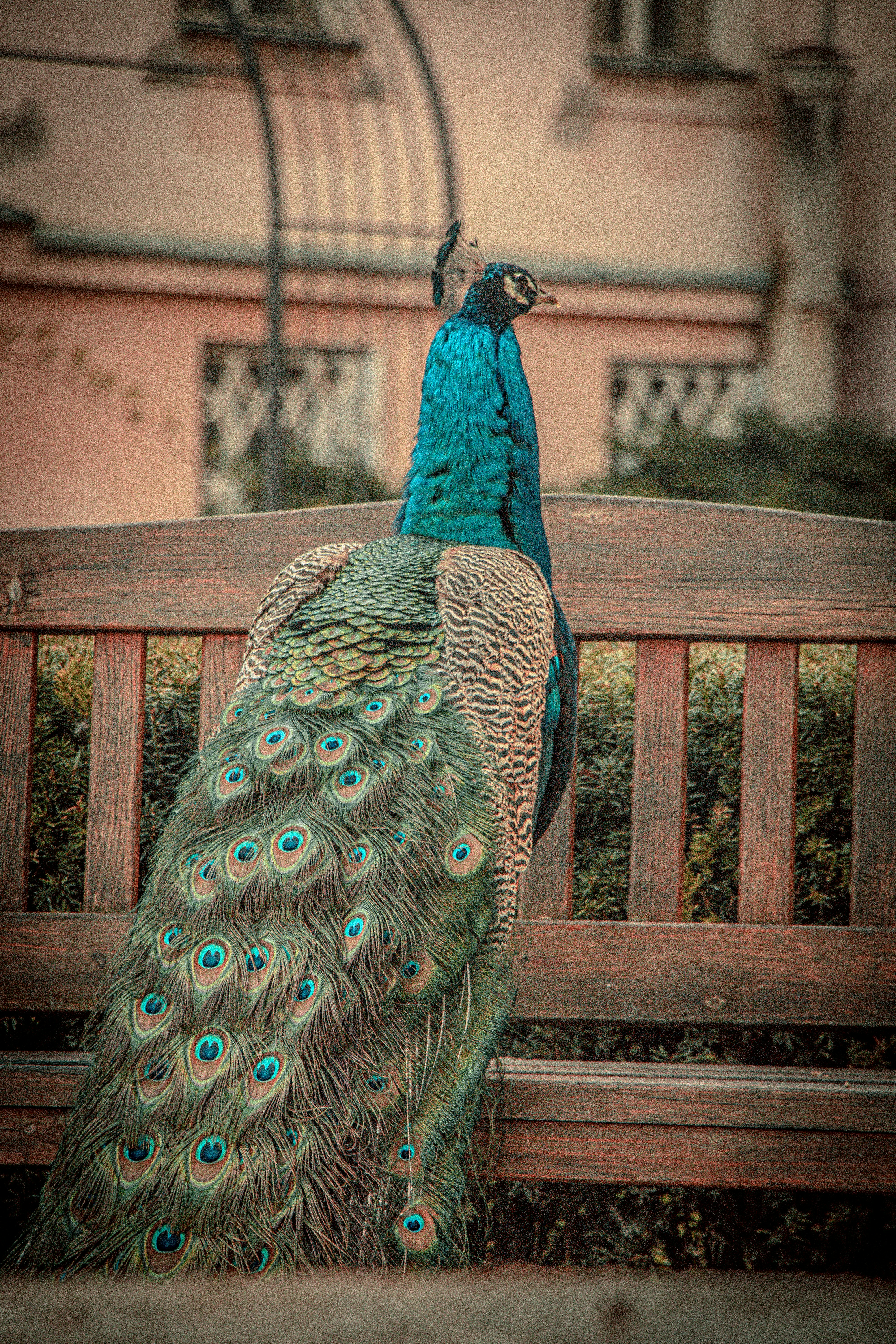 A peacock sitting on a wooden bench in front of a building photo – Free ...