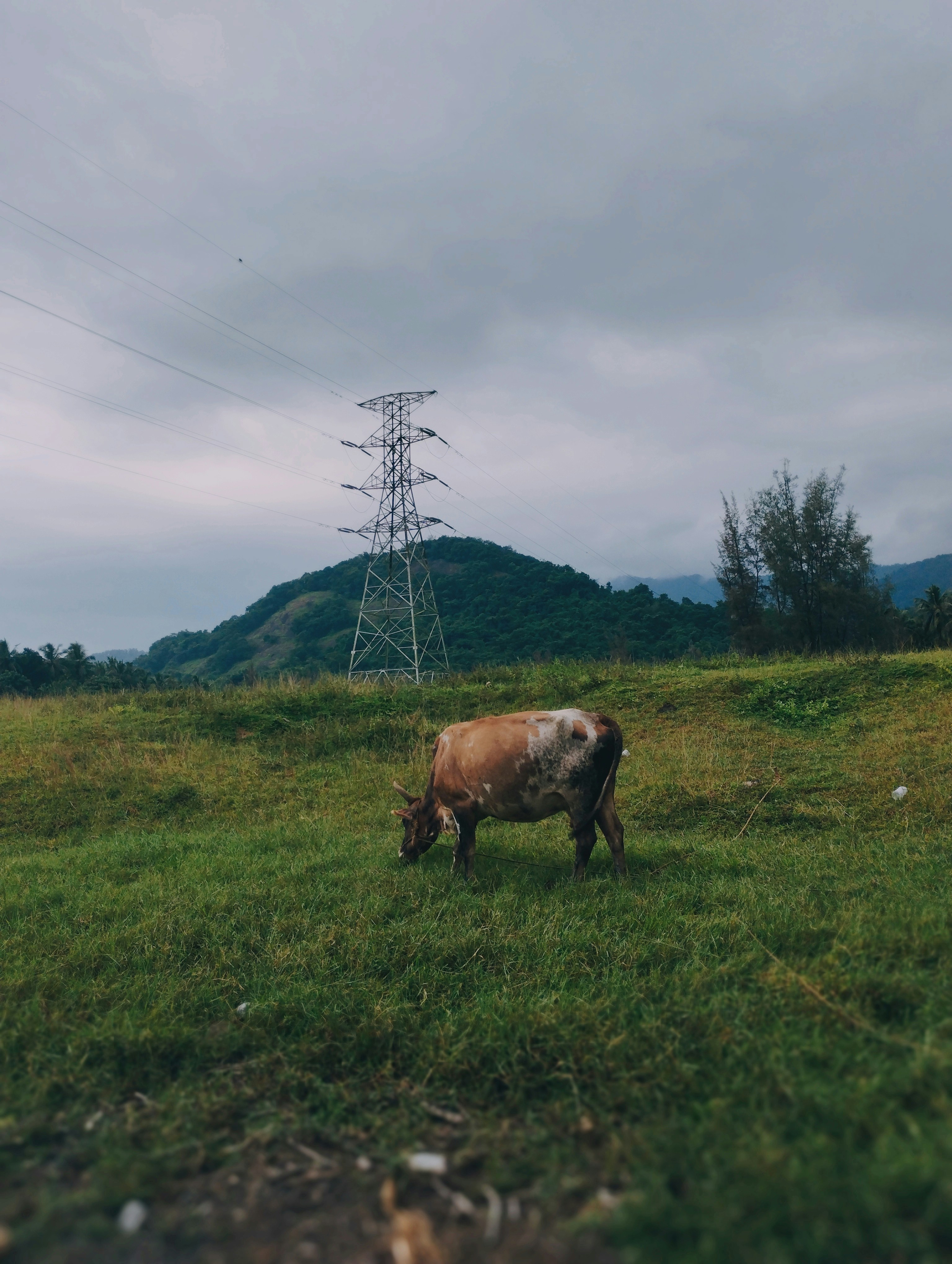 Grazing Under Grey Skies: A Cow Beside a Power Tower in Open Fields