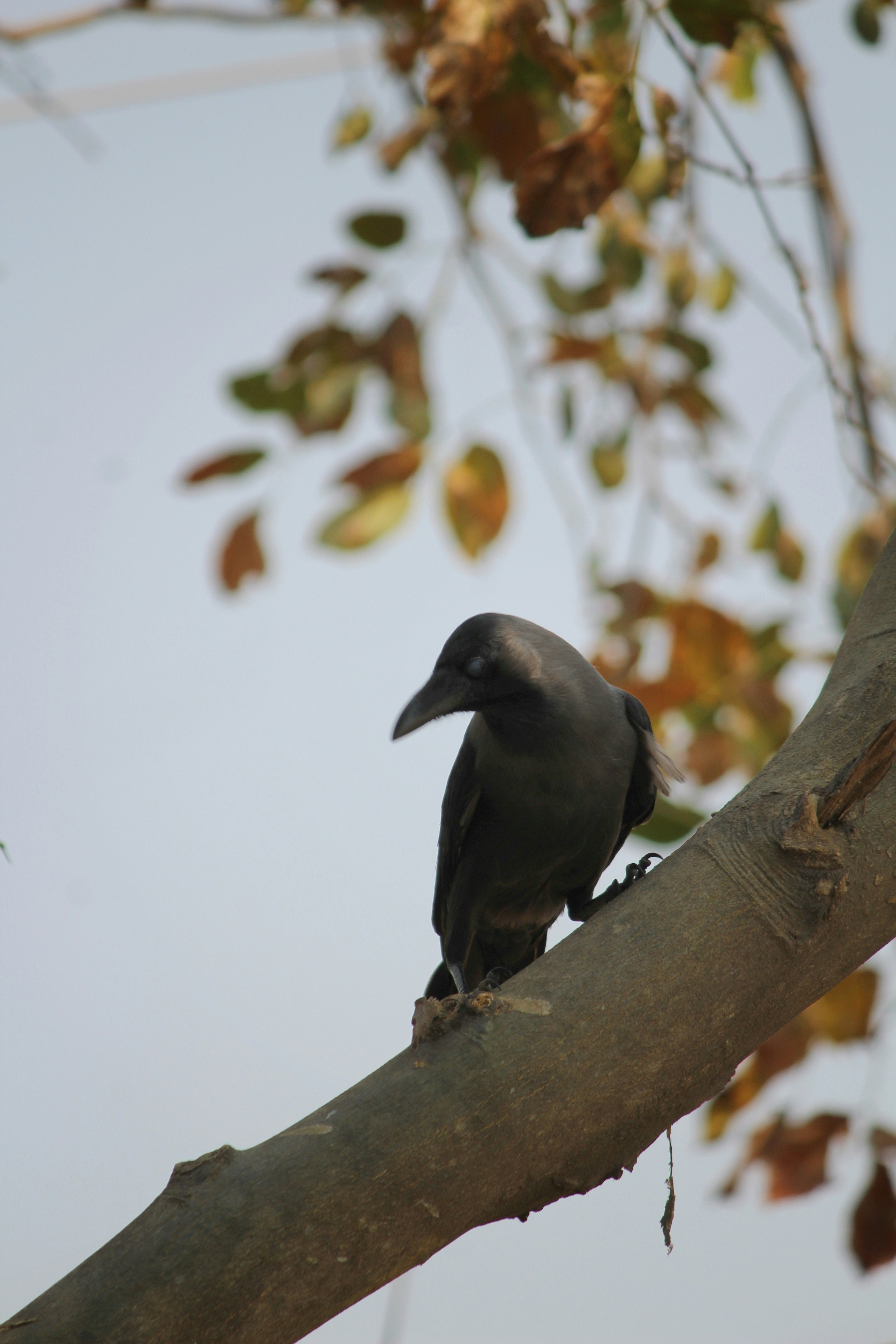 Raven on a Sunlit Branch: Autumn’s Quiet Sentinel