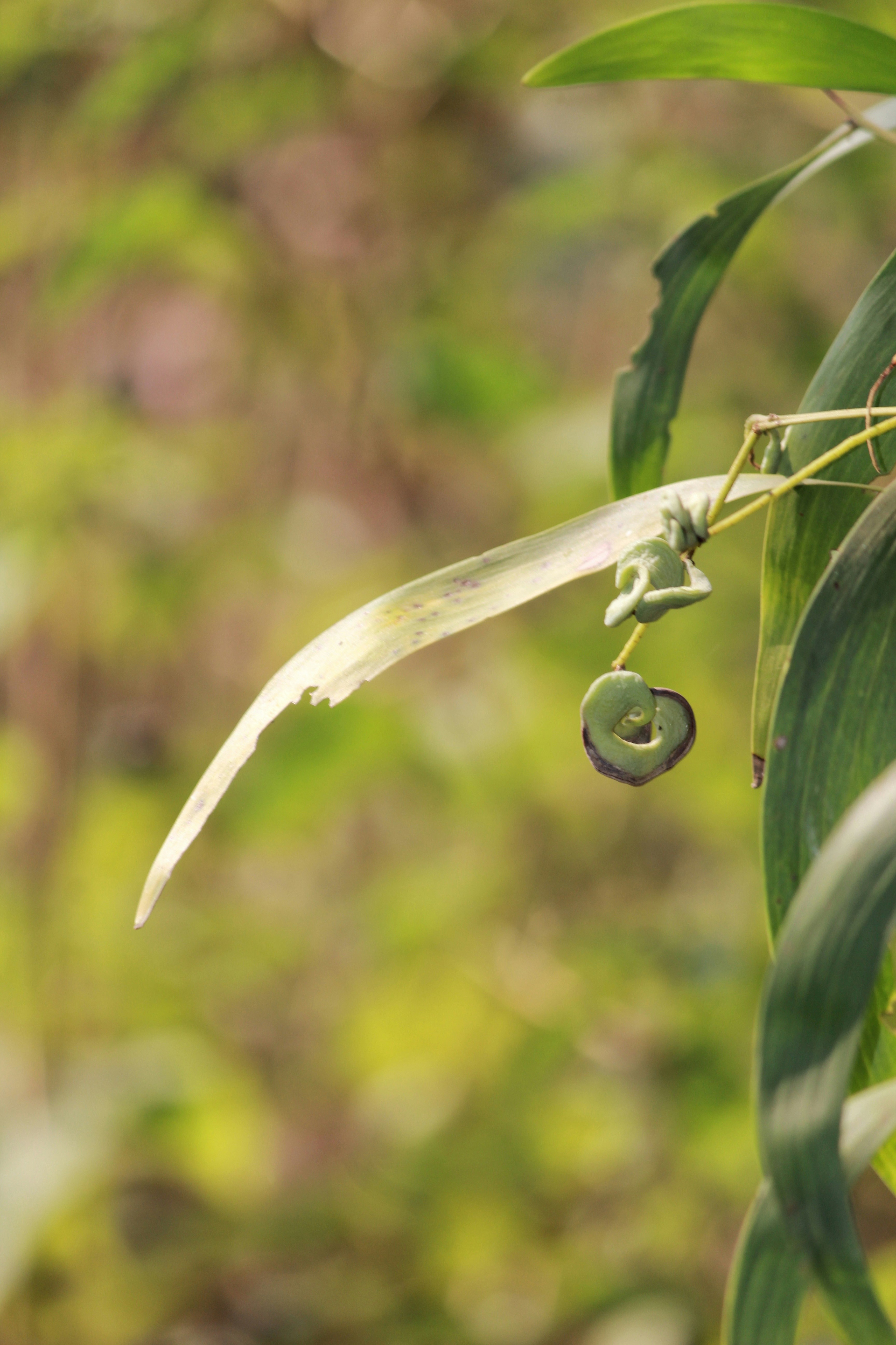 Spiral Seed on a Sunlit Blade: A Quiet Close-Up