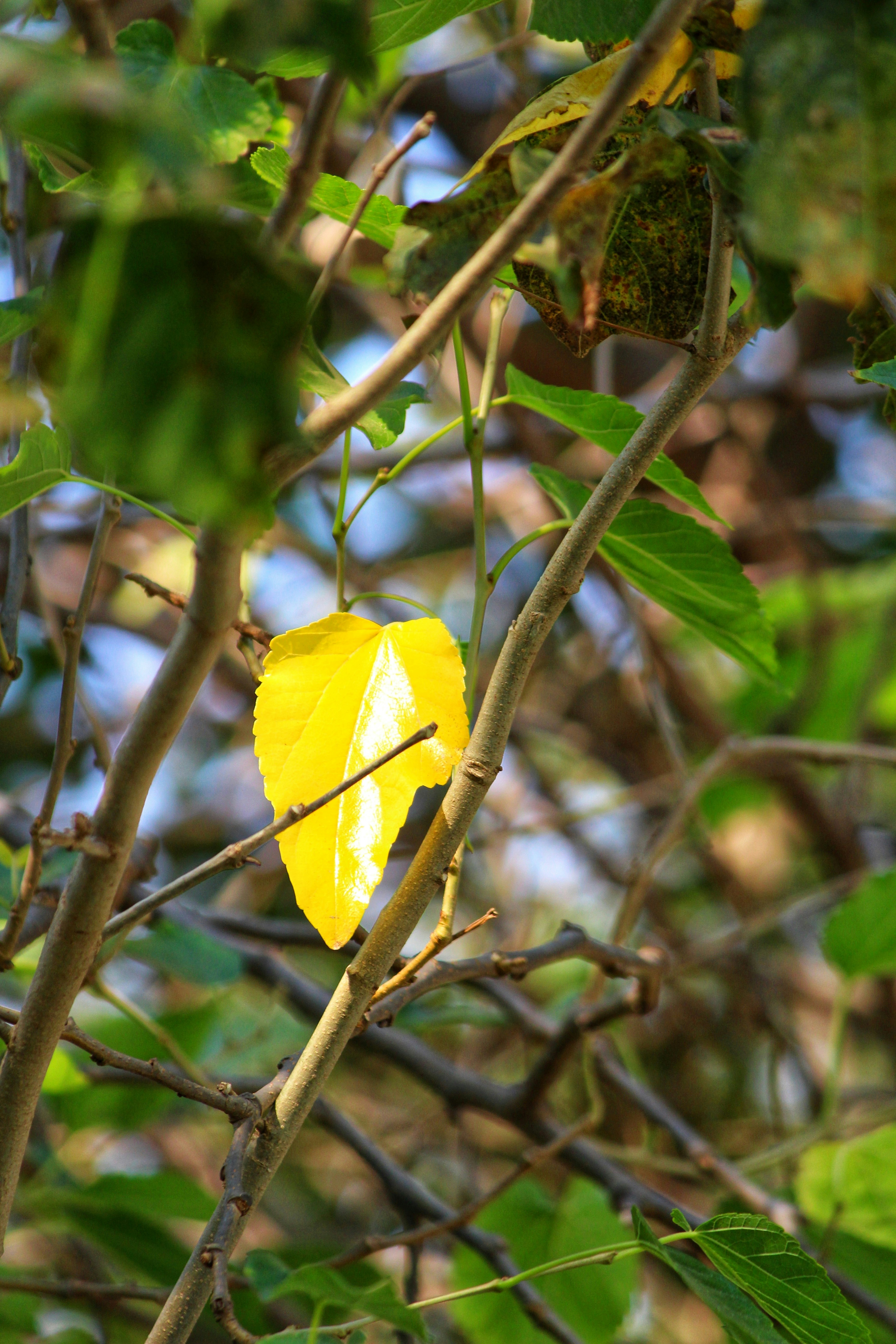 Sunlit Yellow Leaf Anchored by a Tangle of Branches