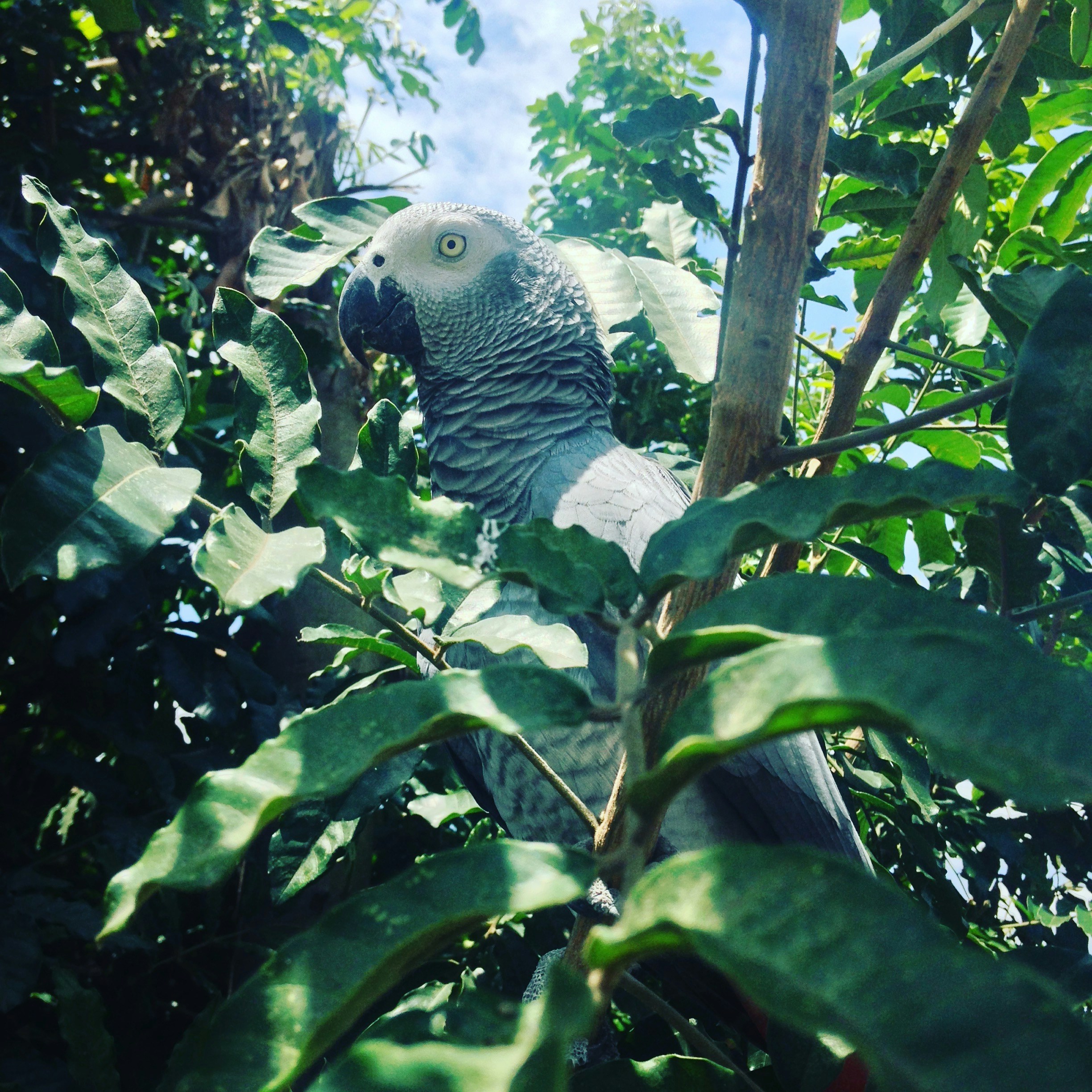 Perched in the Green Cathedral: African Grey Among the Leaves