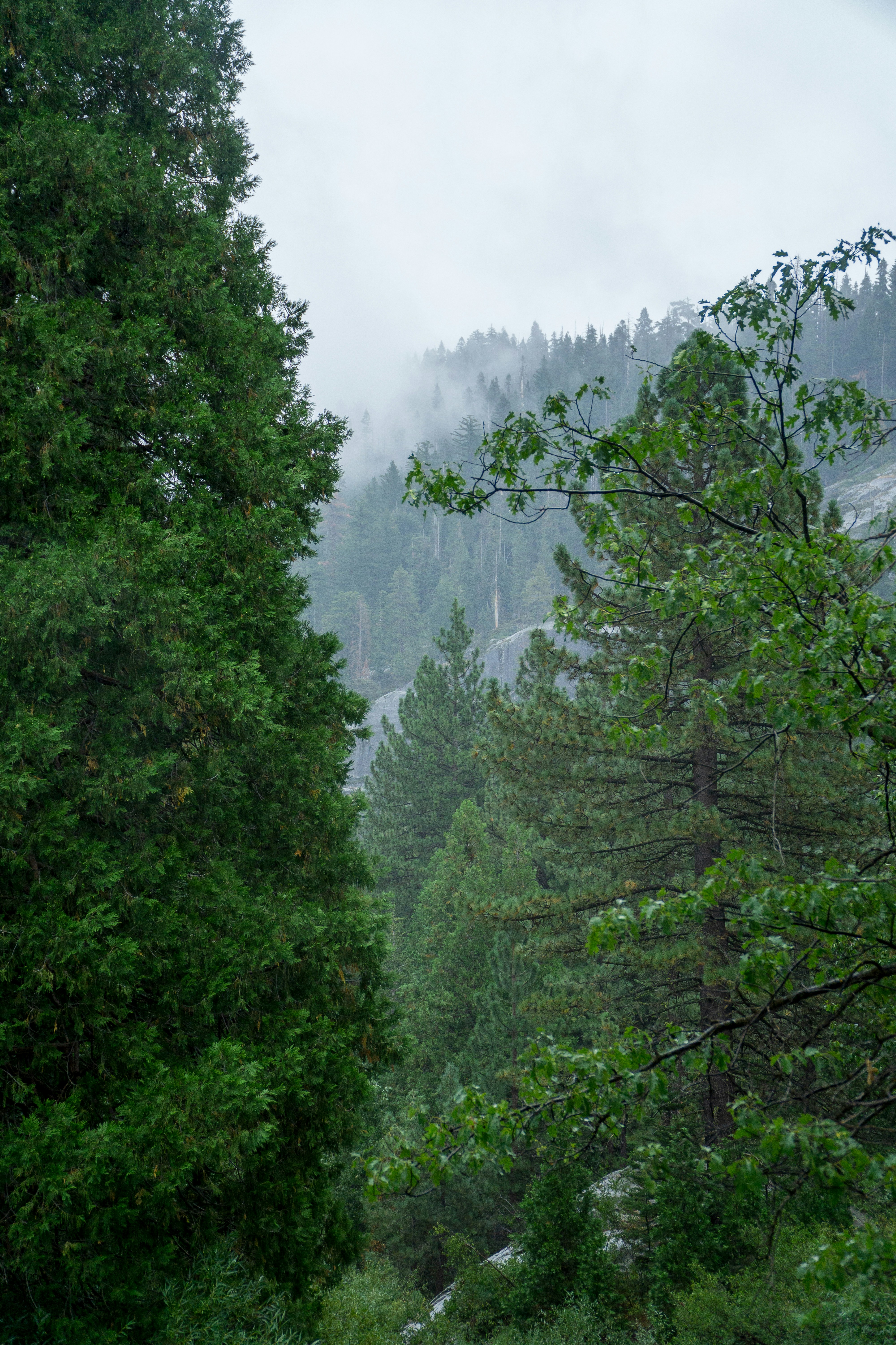 A forest filled with lots of green trees photo – Free Pinecrest lake ...