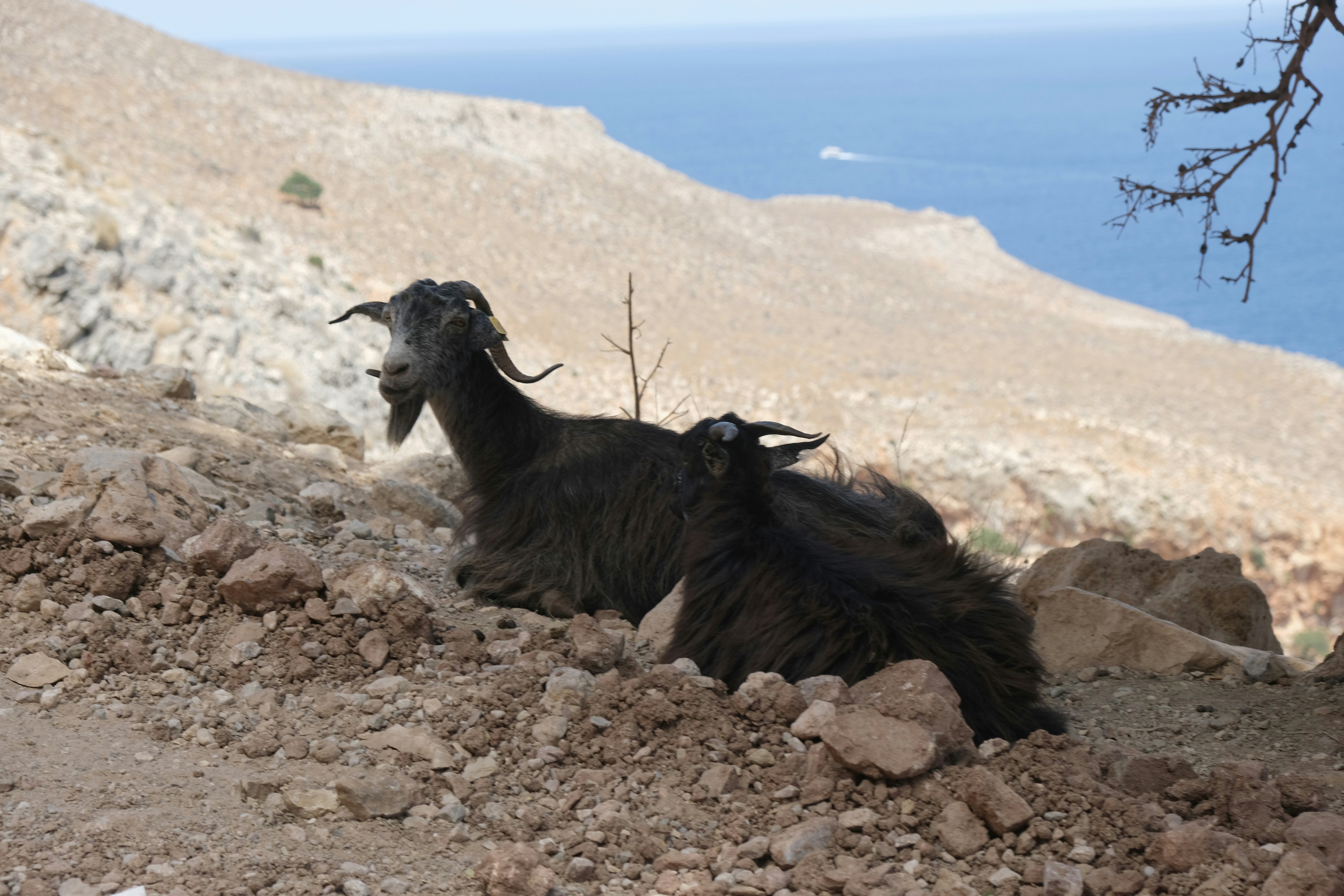 Goats on a sunlit limestone scree with a cobalt sea horizon