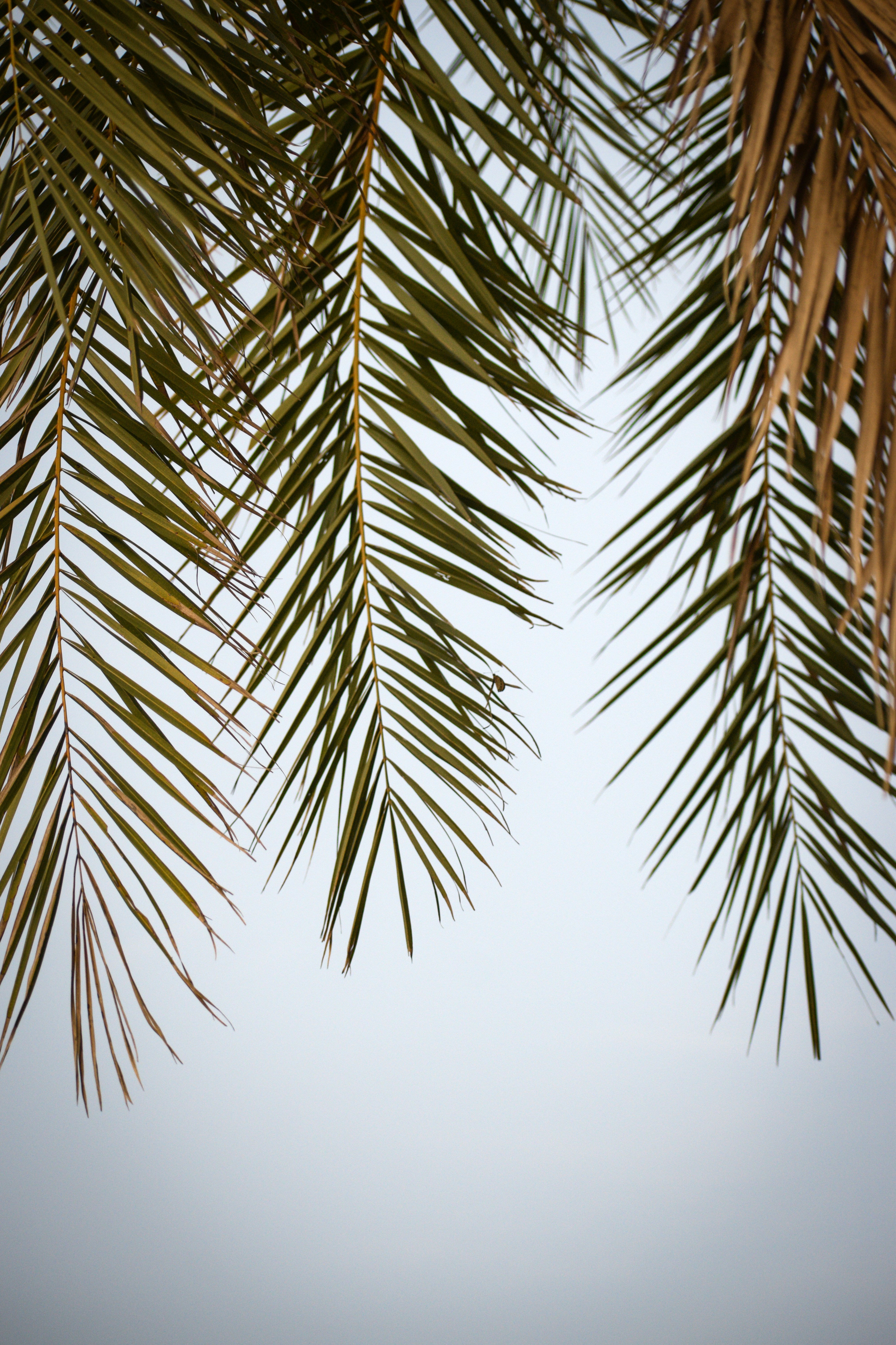 Fronds Framing a Quiet Sky