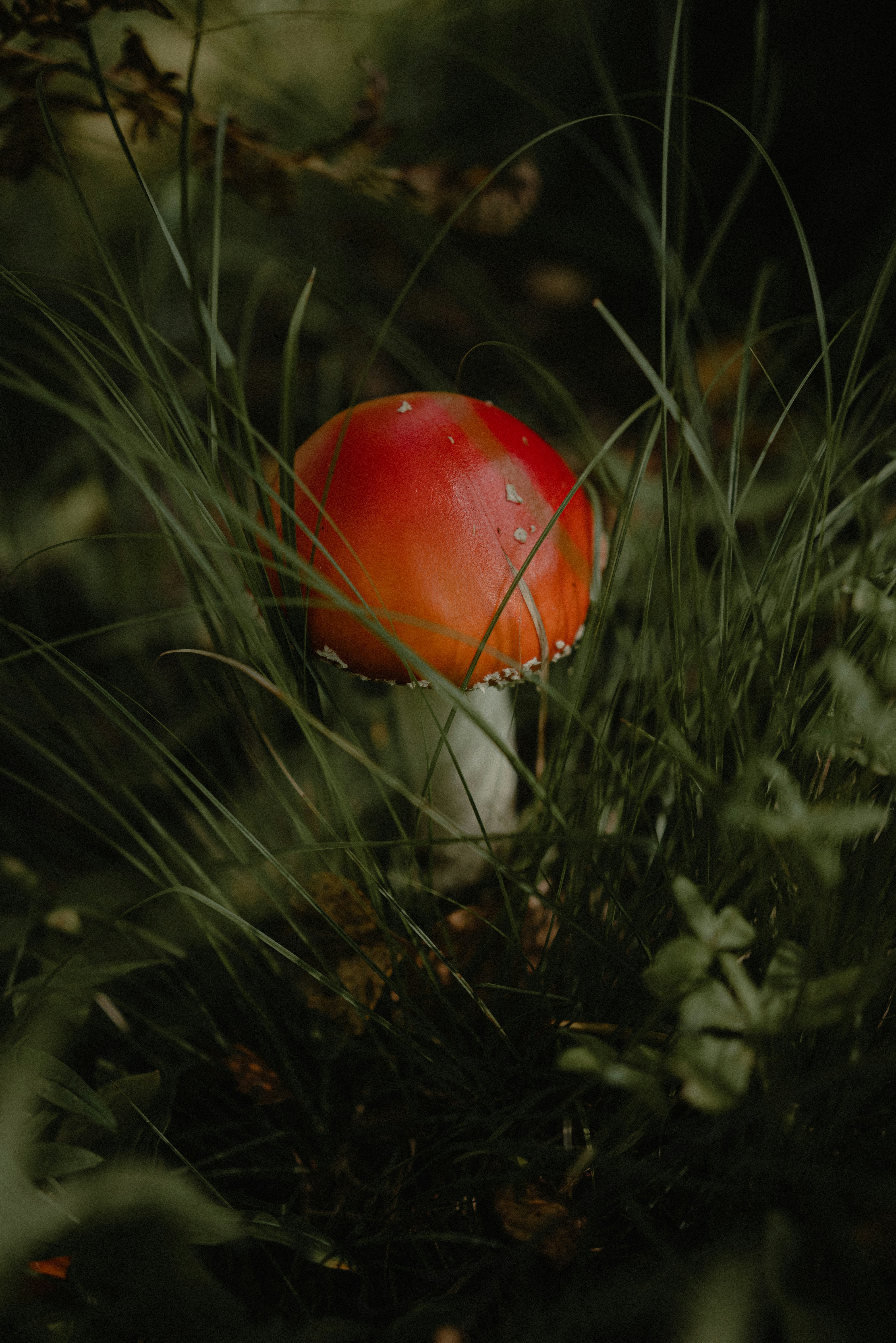 Scarlet Mushroom Quietly Rising Through Tangled Grass