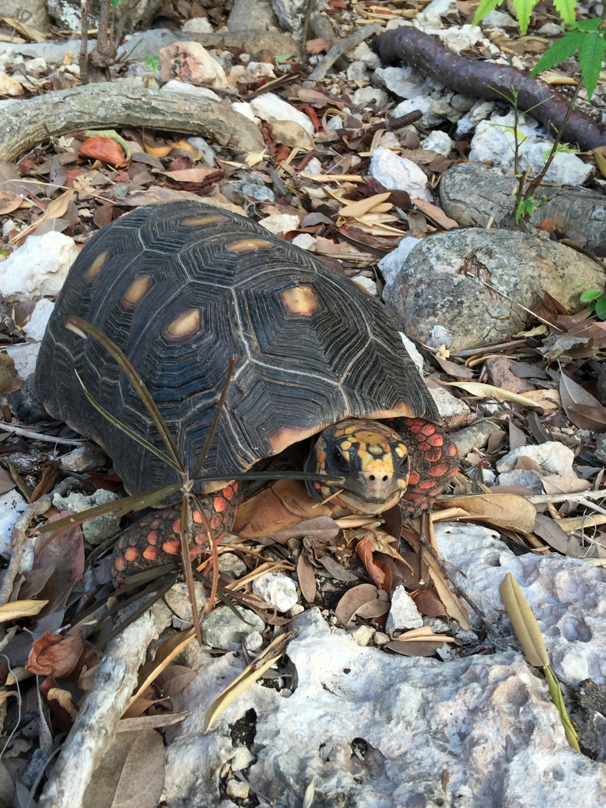 We saw this beautiful tortoise on the island of Anguilla. They were wild and roamed the property that we were staying on because the owner provided water for them.