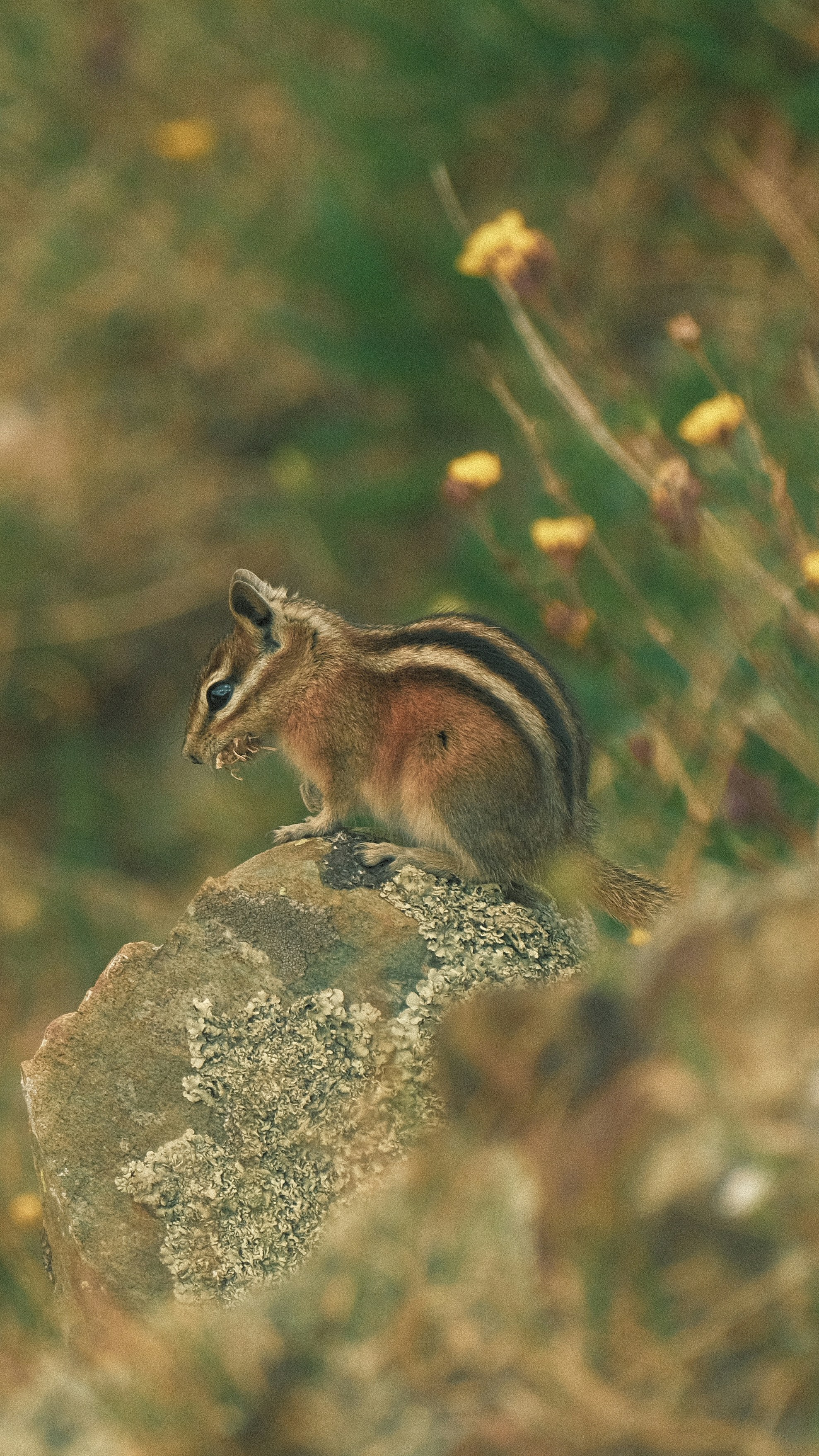 Chipmunk's Morning Perch on a Weathered Rock Among Golden Wildflowers