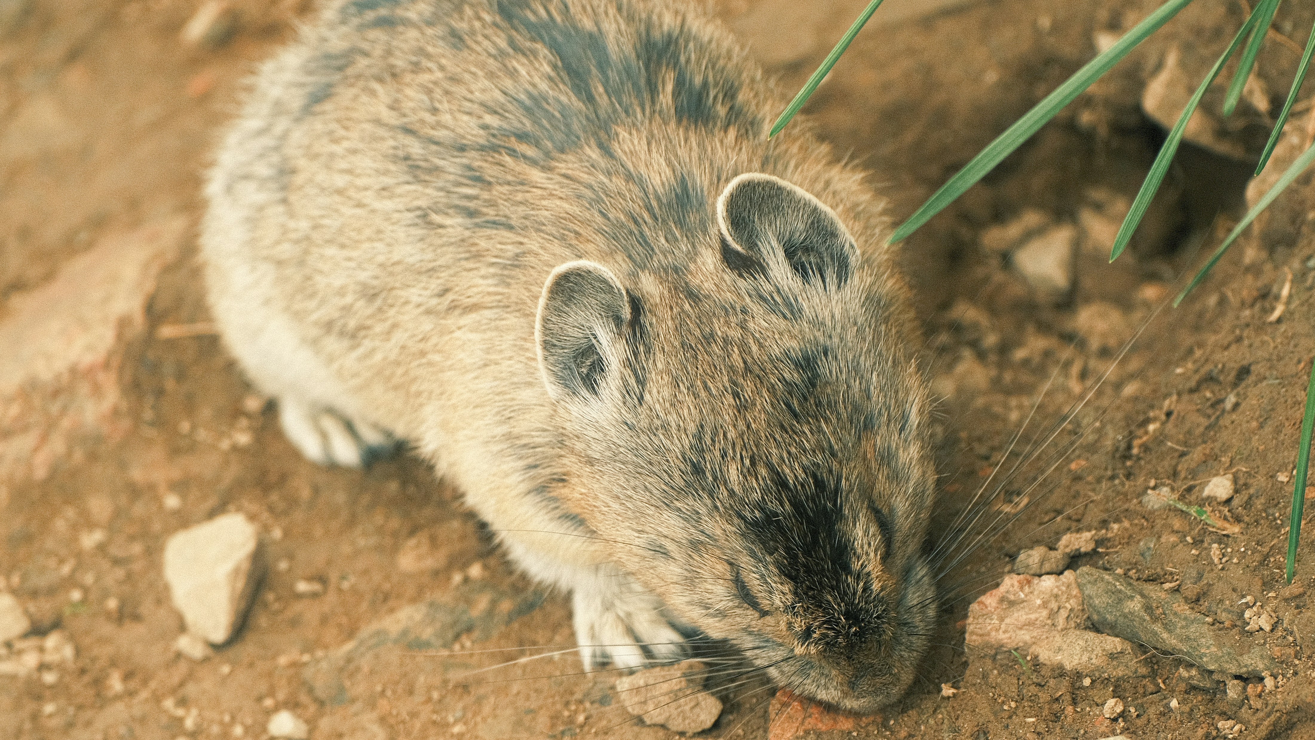 A small rodent eating something on the ground photo – Free Nature Image ...