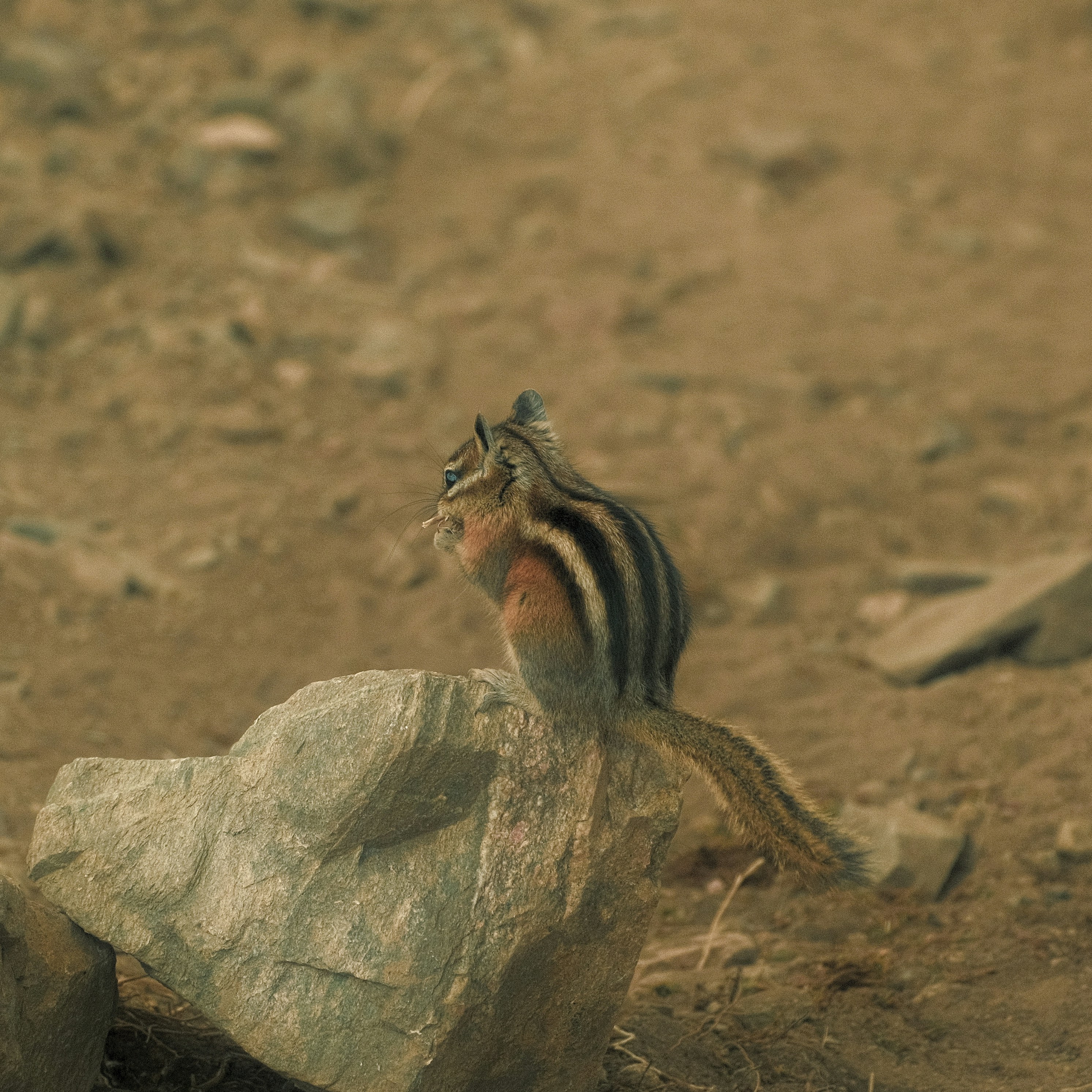 Chipmunk Perched on a Boulder Under Warm Desert Light