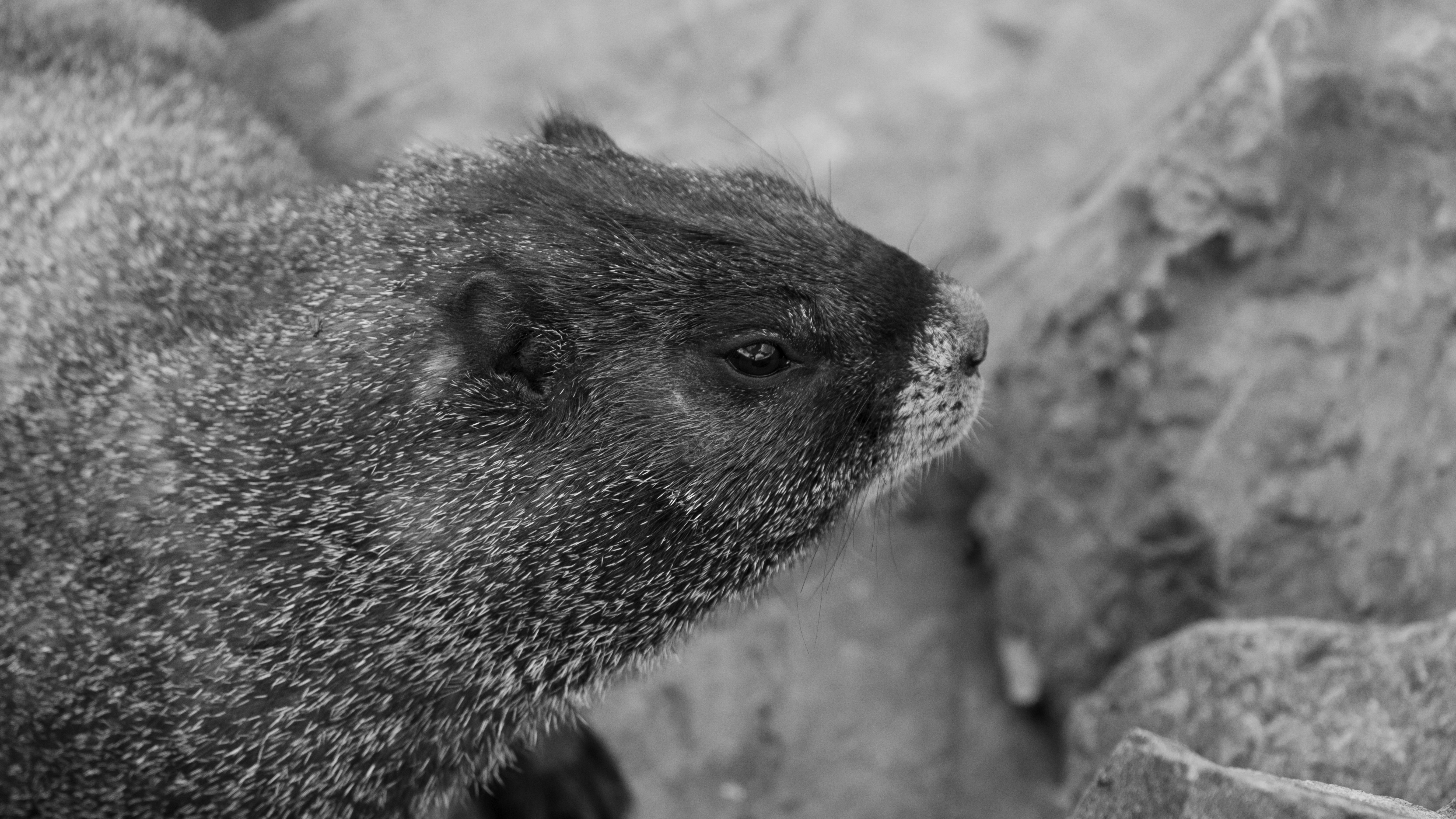 Granite Snout: A Prairie Marmot Portrait