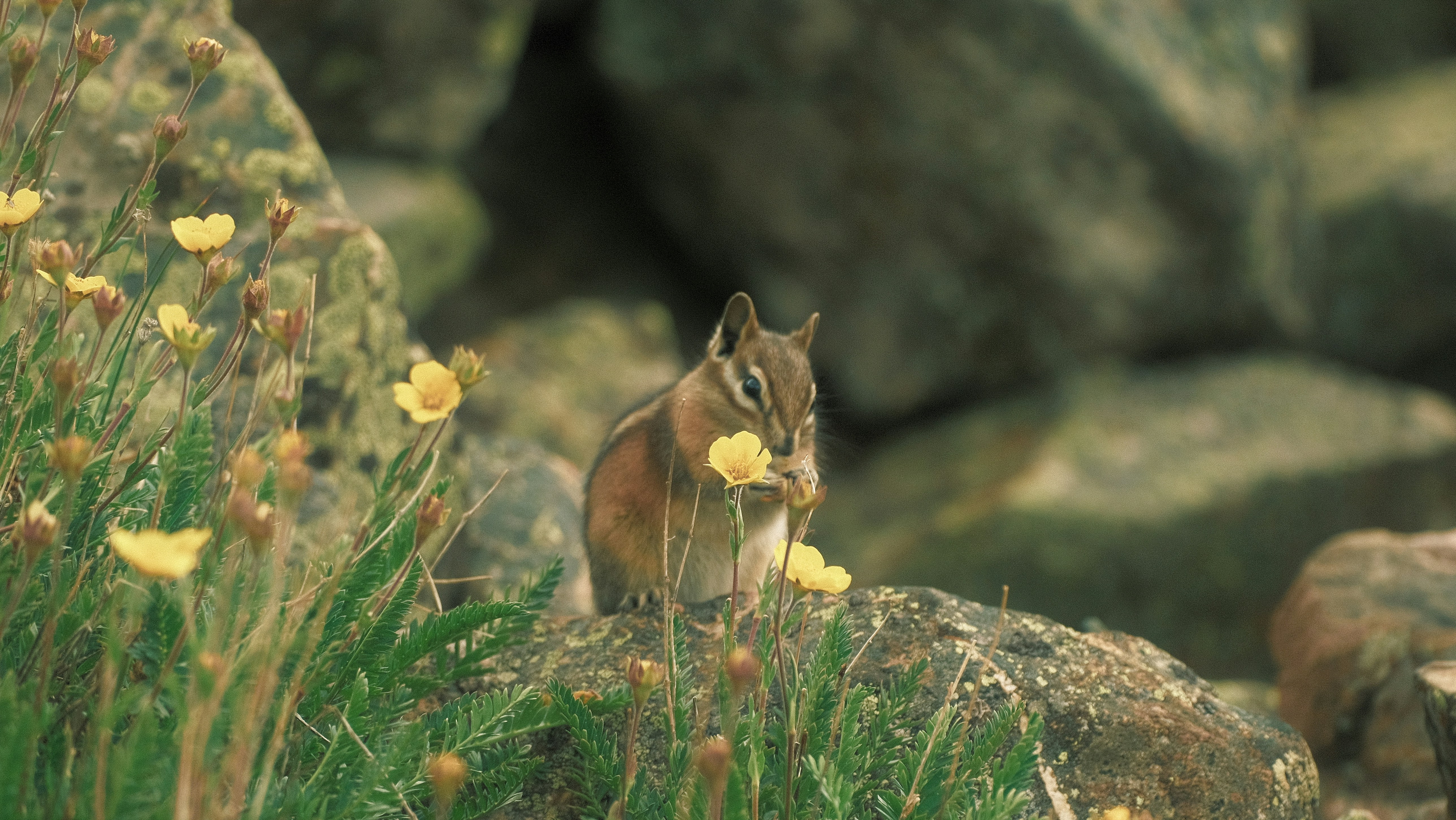 Squirrel Among Yellow Blooms on a Mossy Rock