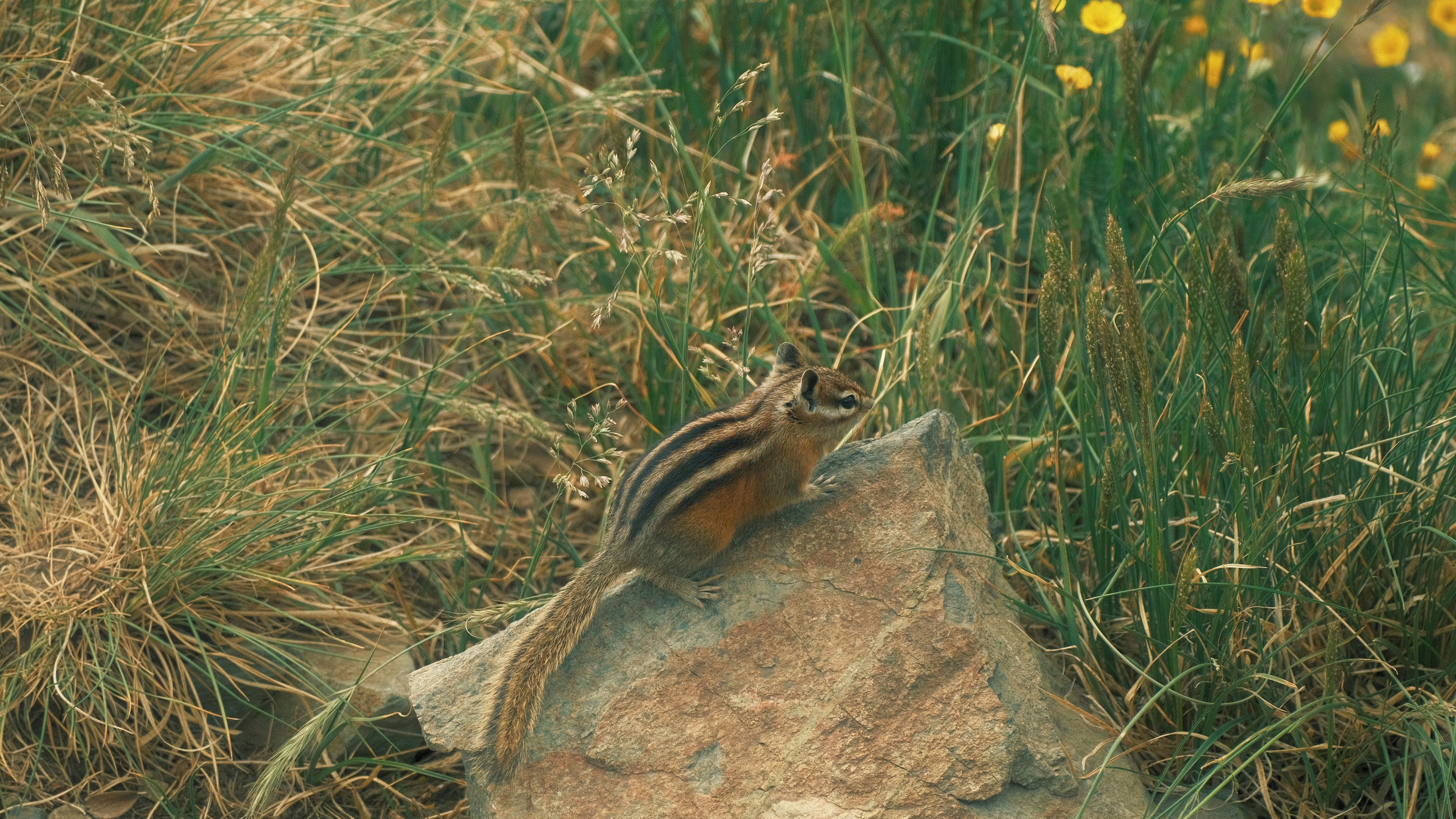 Chipmunk on a Sunlit Rock, Quiet Scout of the Meadow