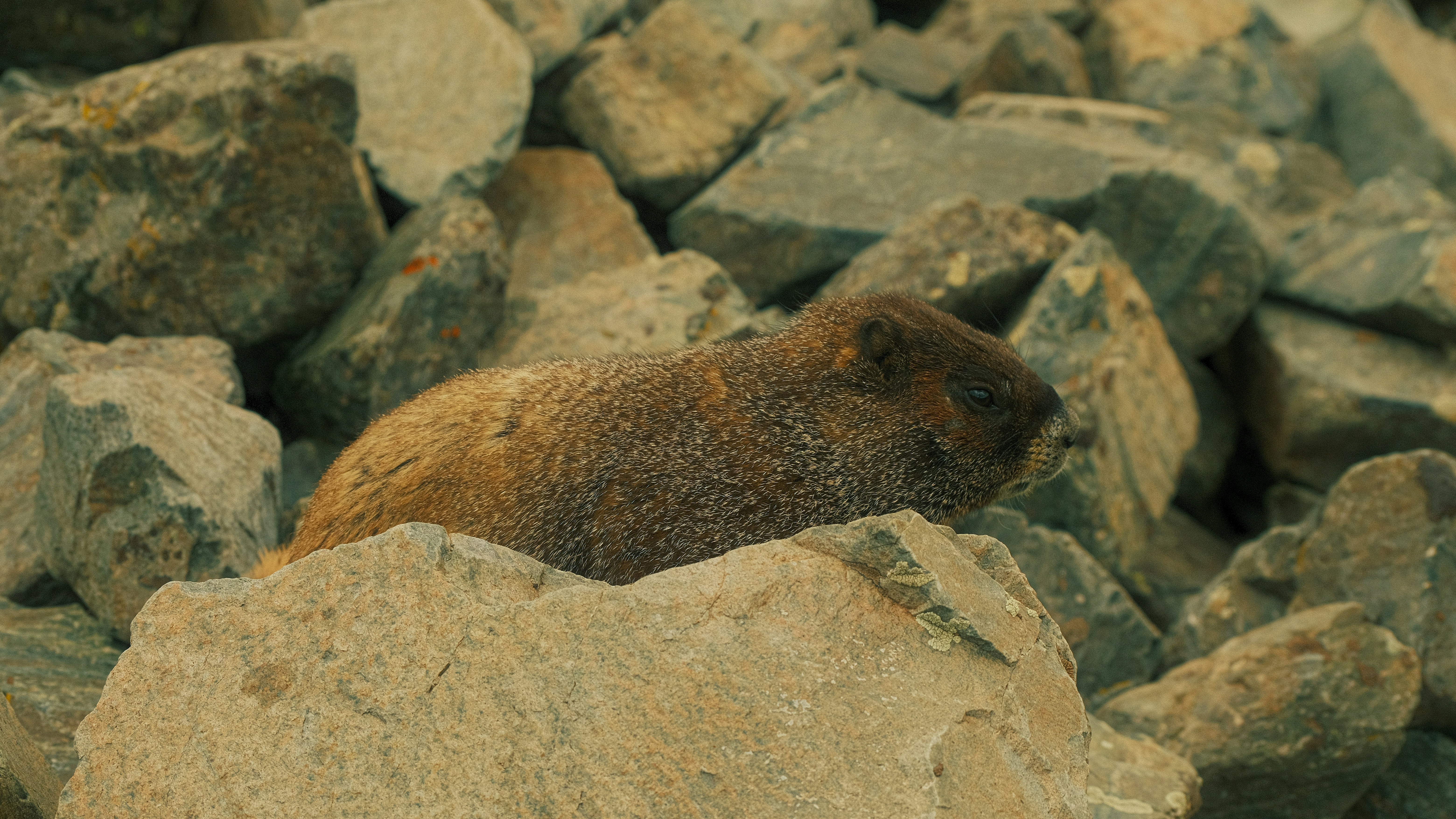 Rockbound Watcher: Marmot Pauses Among Jagged Stones