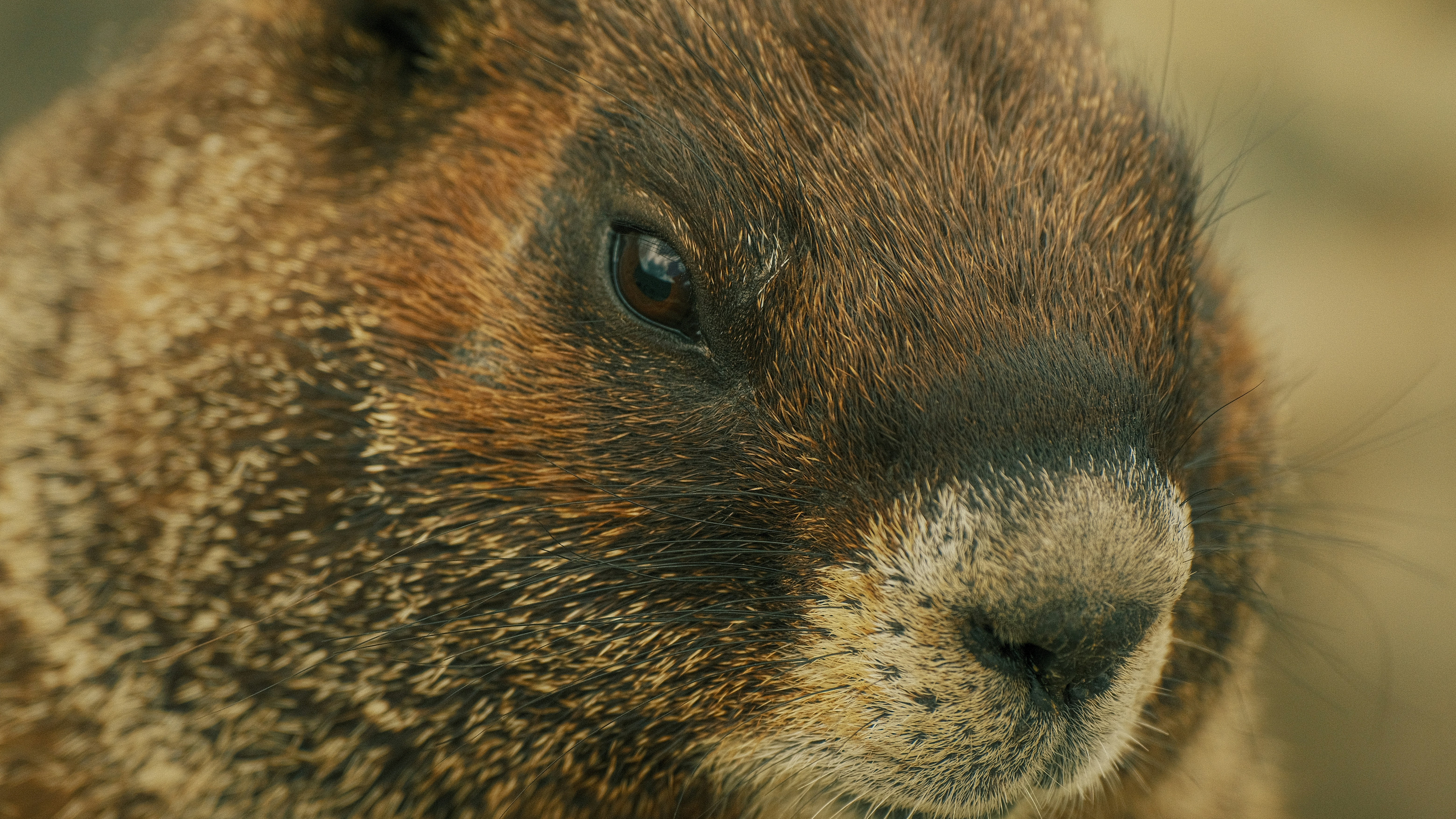 A close up of a brown and white animal photo – Free Taos ski valley ...