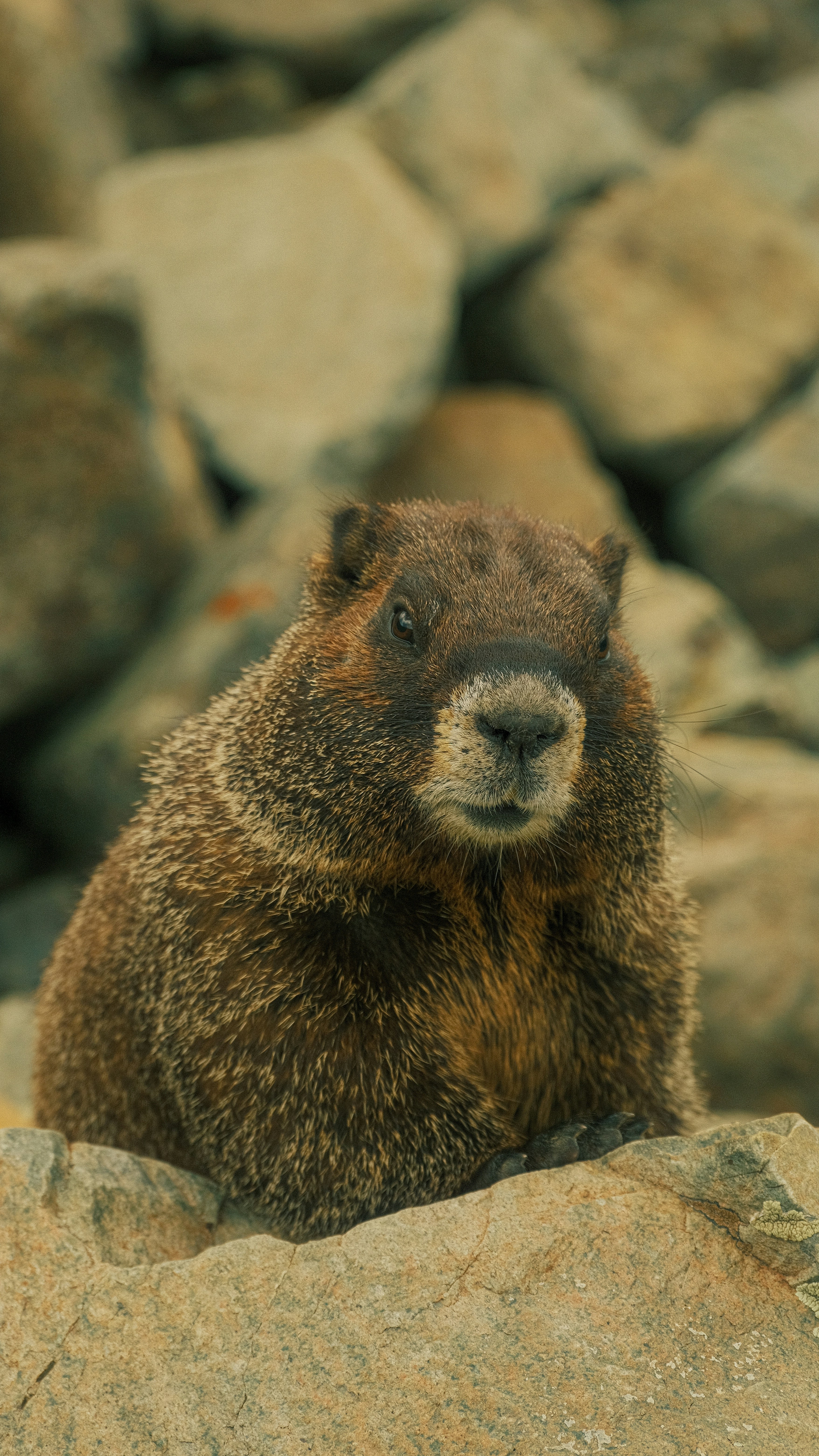 A close up of a small animal on a rock photo – Free Taos ski valley ...
