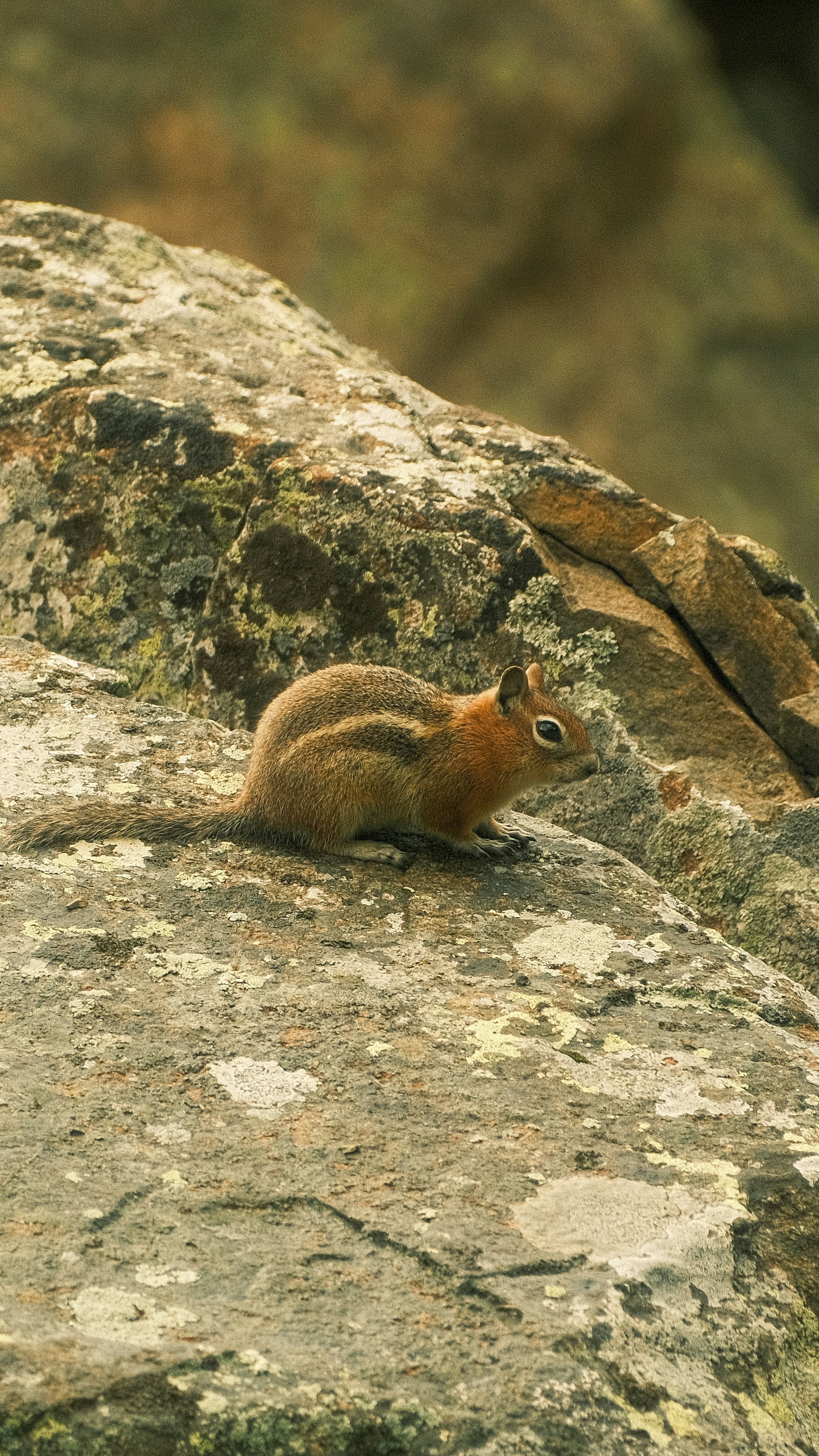 Granite Ridge Pause: A Red Squirrel on Sunlit Lichen Rock