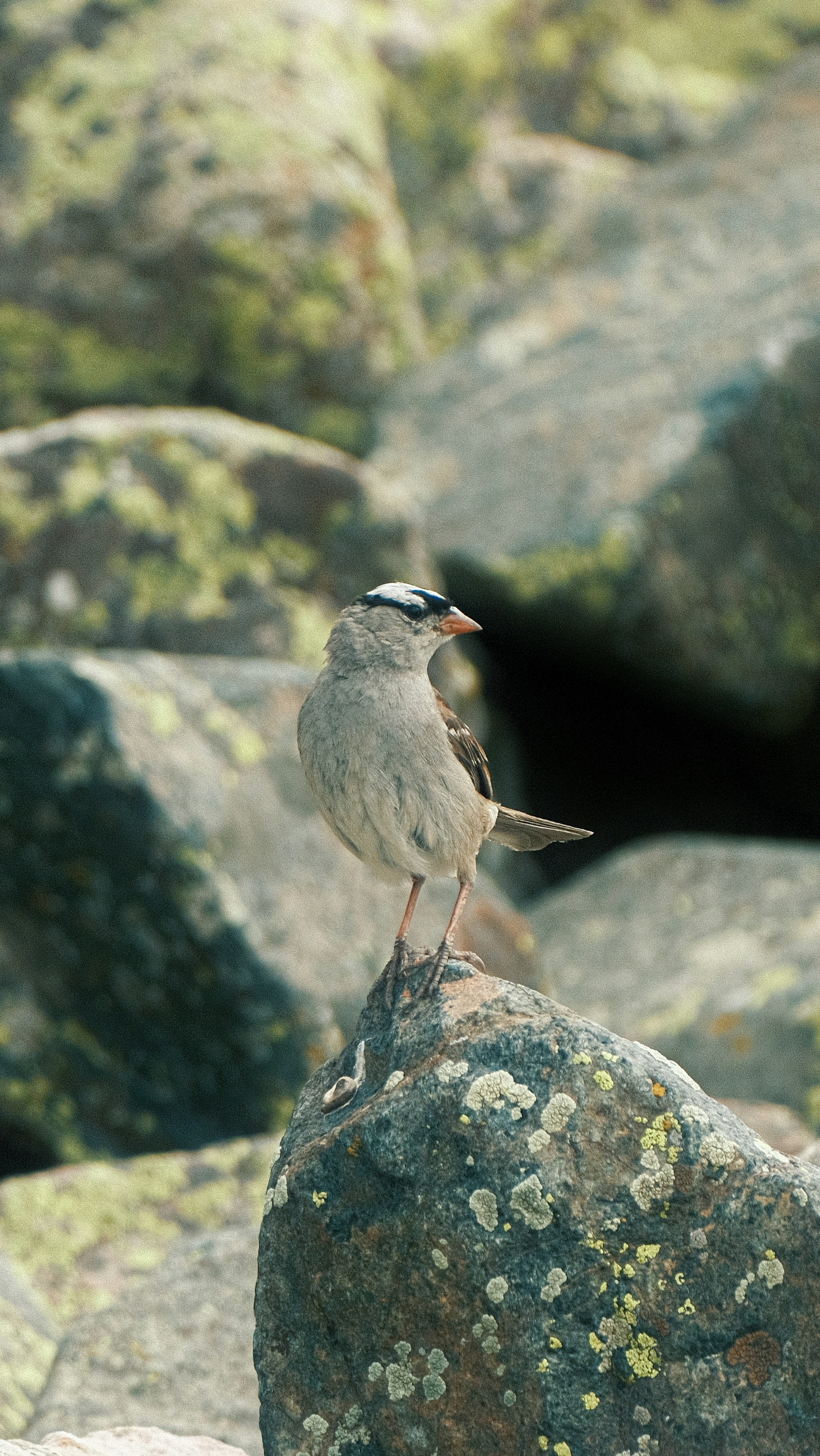Rockbound Perch: A Sparrow on a Lichen-Stippled Boulder