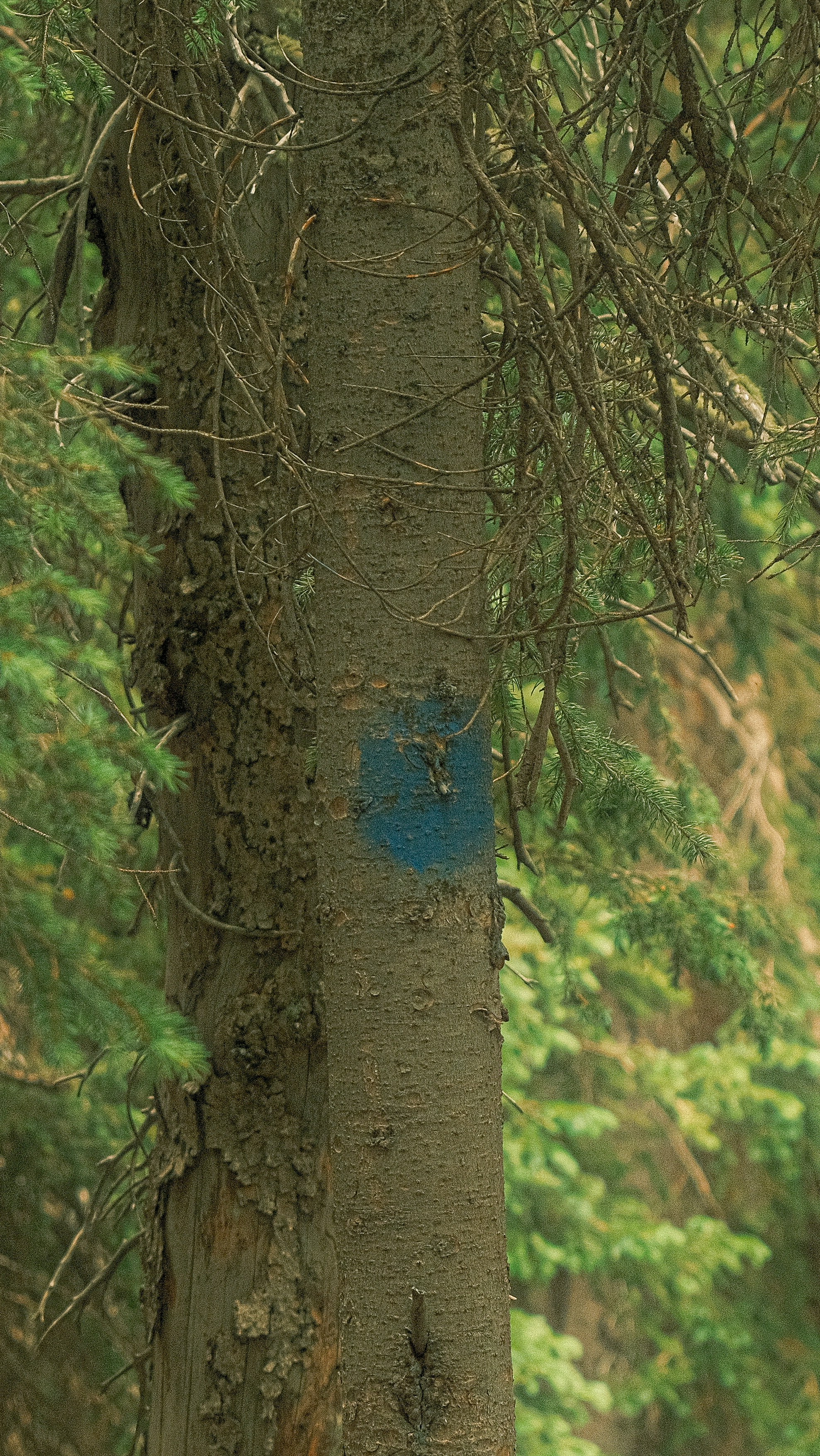 Azure Patch on a Weathered Pine Trunk Amid Veiling Vines