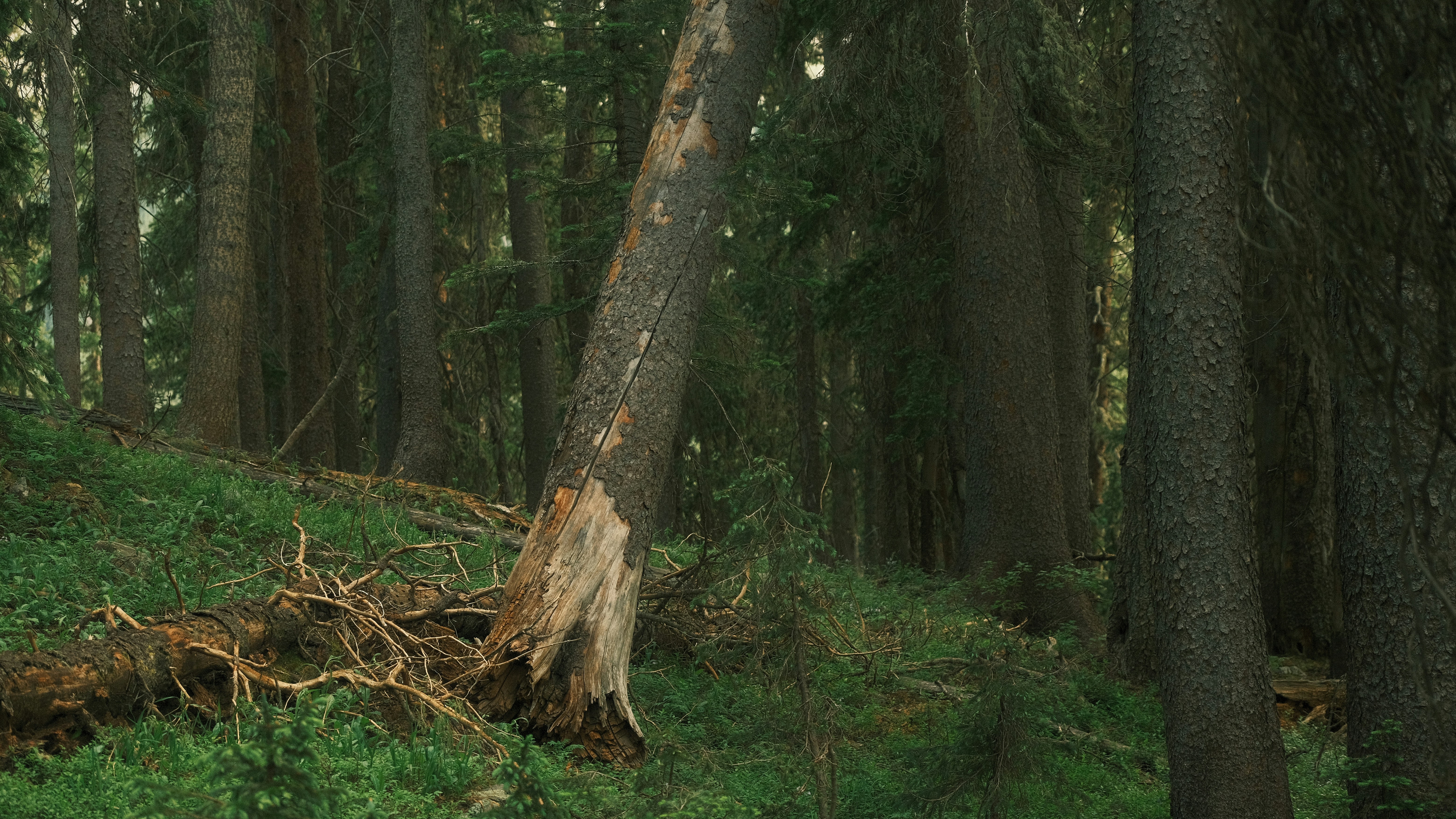 A tree that has fallen down in a forest photo – Free Taos Image on Unsplash
